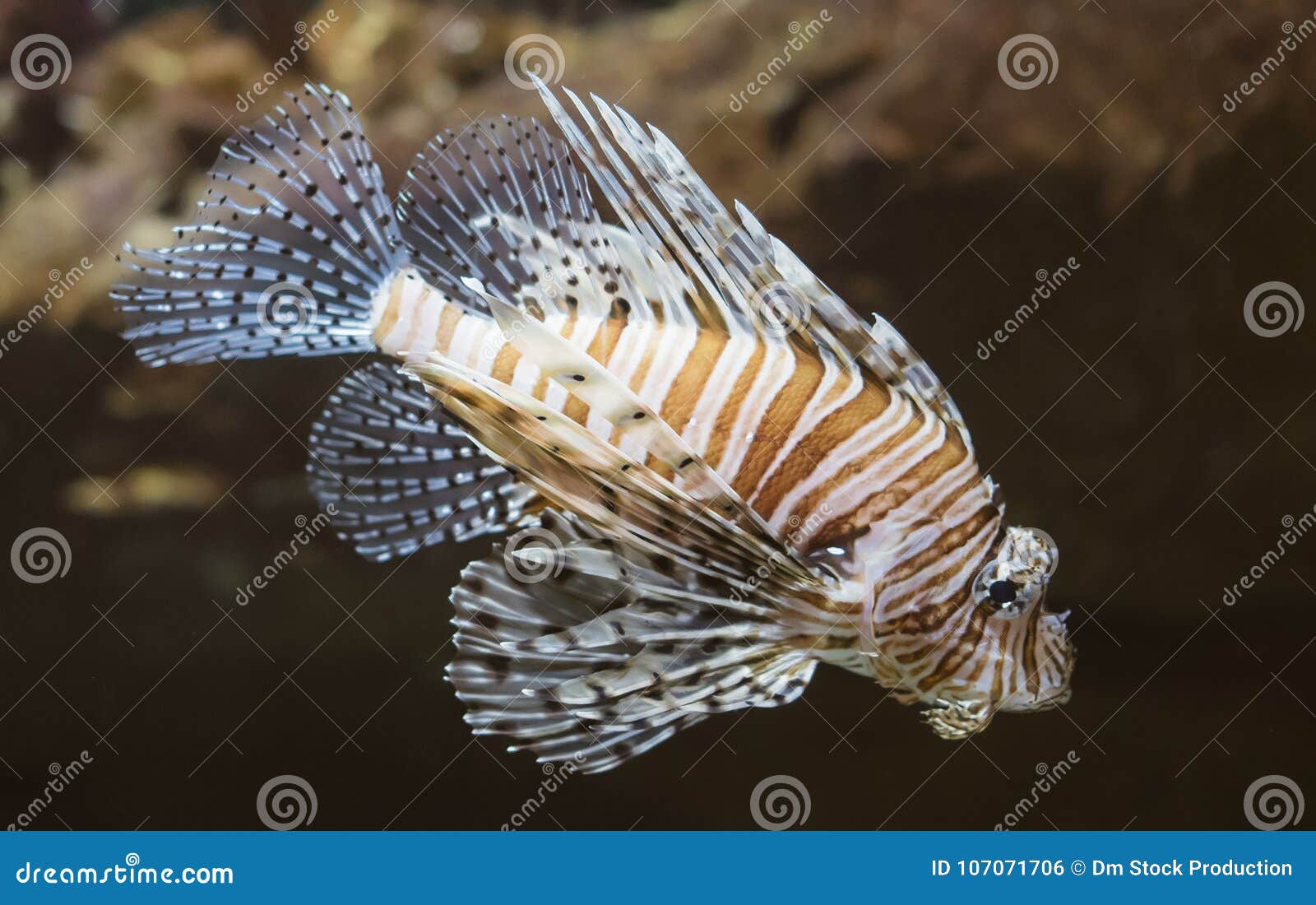 Devil firefish. stock photo. Image of nature, dive, coral - 107071706