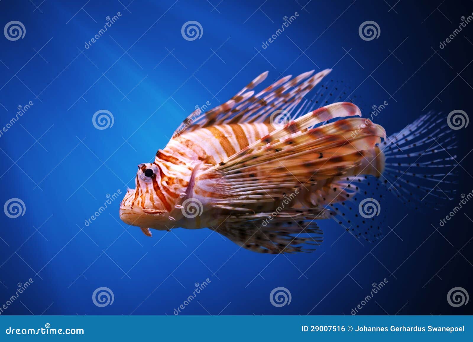 Devil Fish In France