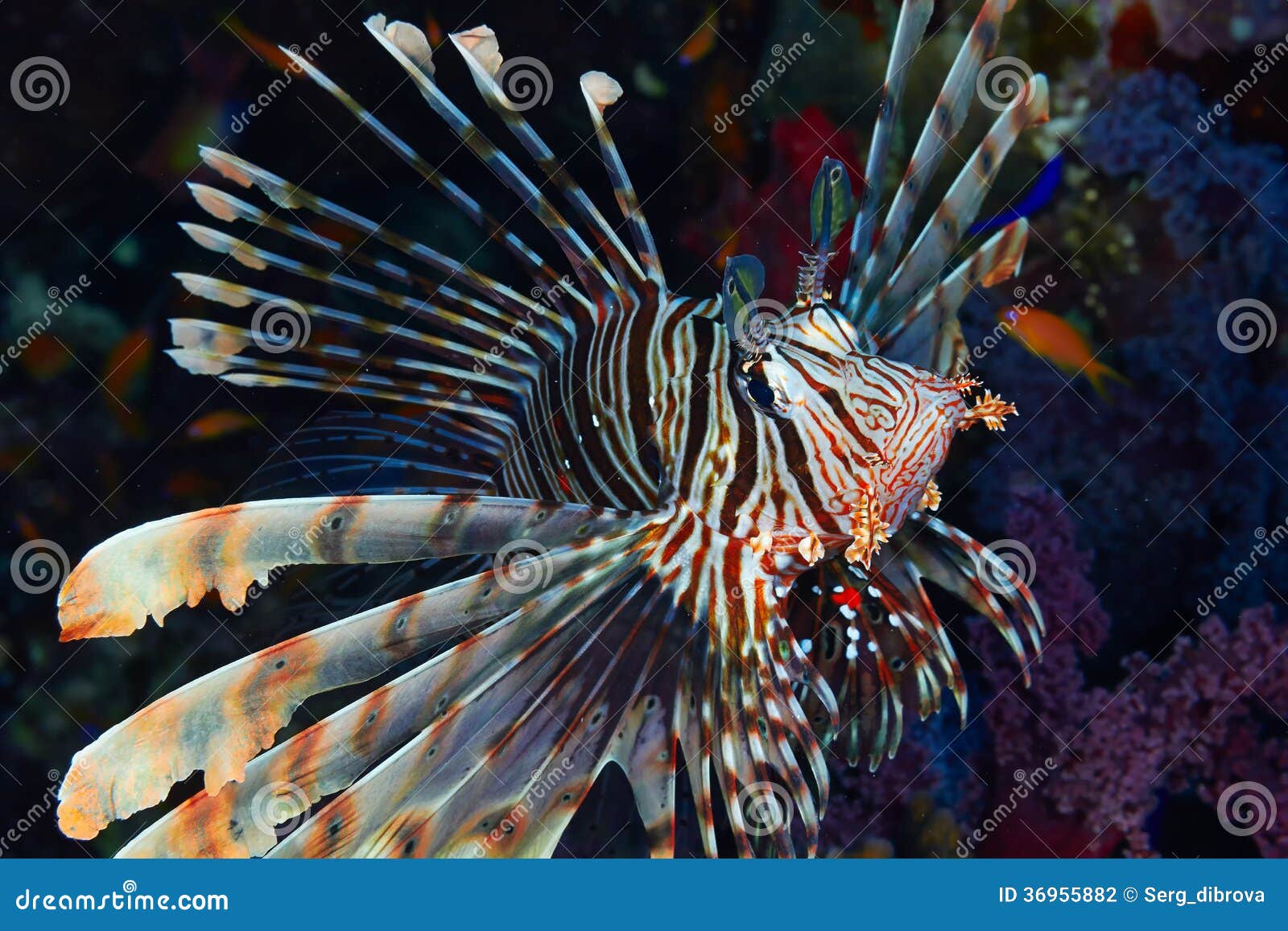 Devil firefish stock photo. Image of colorful, details - 36955882