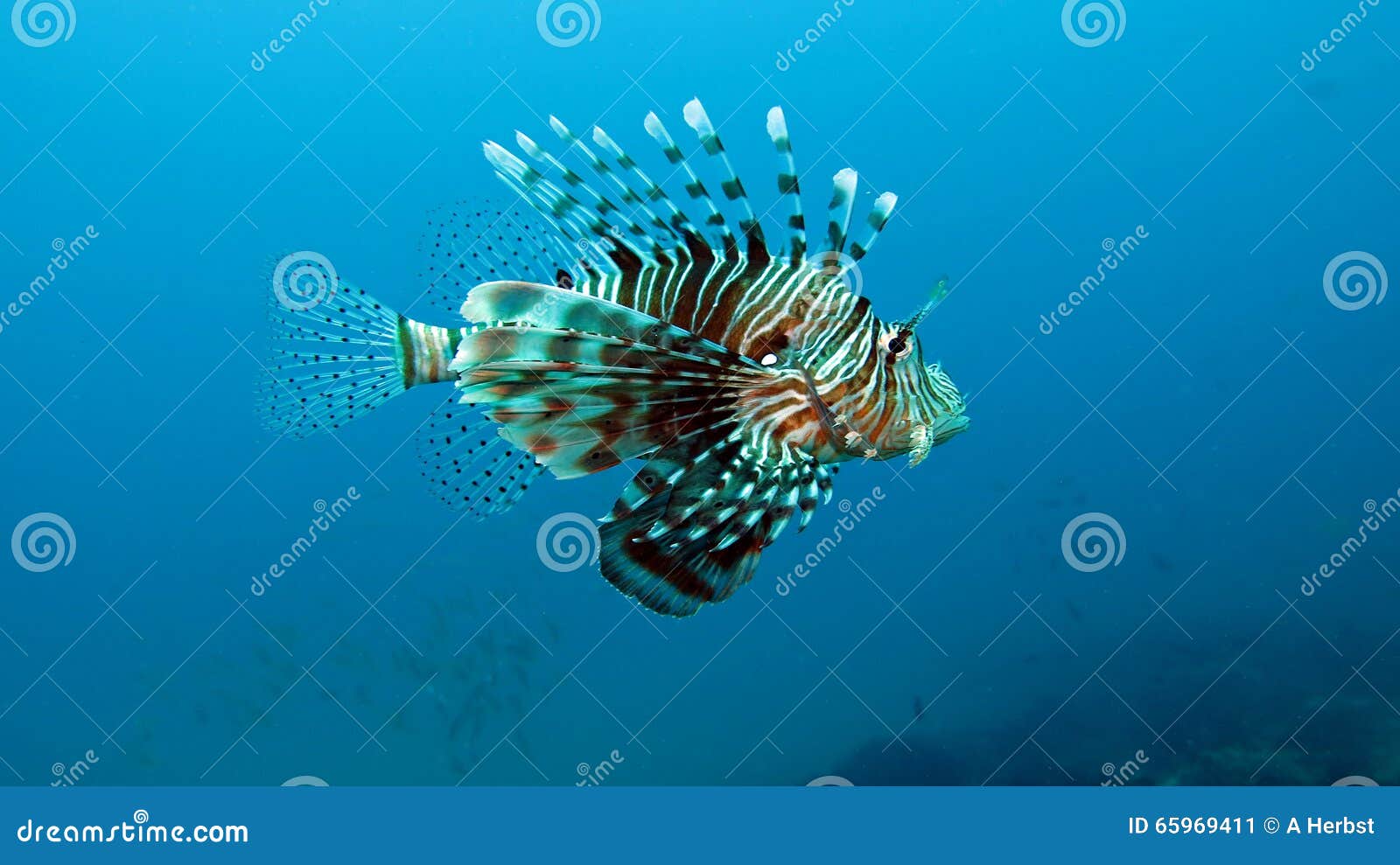 Devil Firefish stock image. Image of ocean, photographed - 65969411