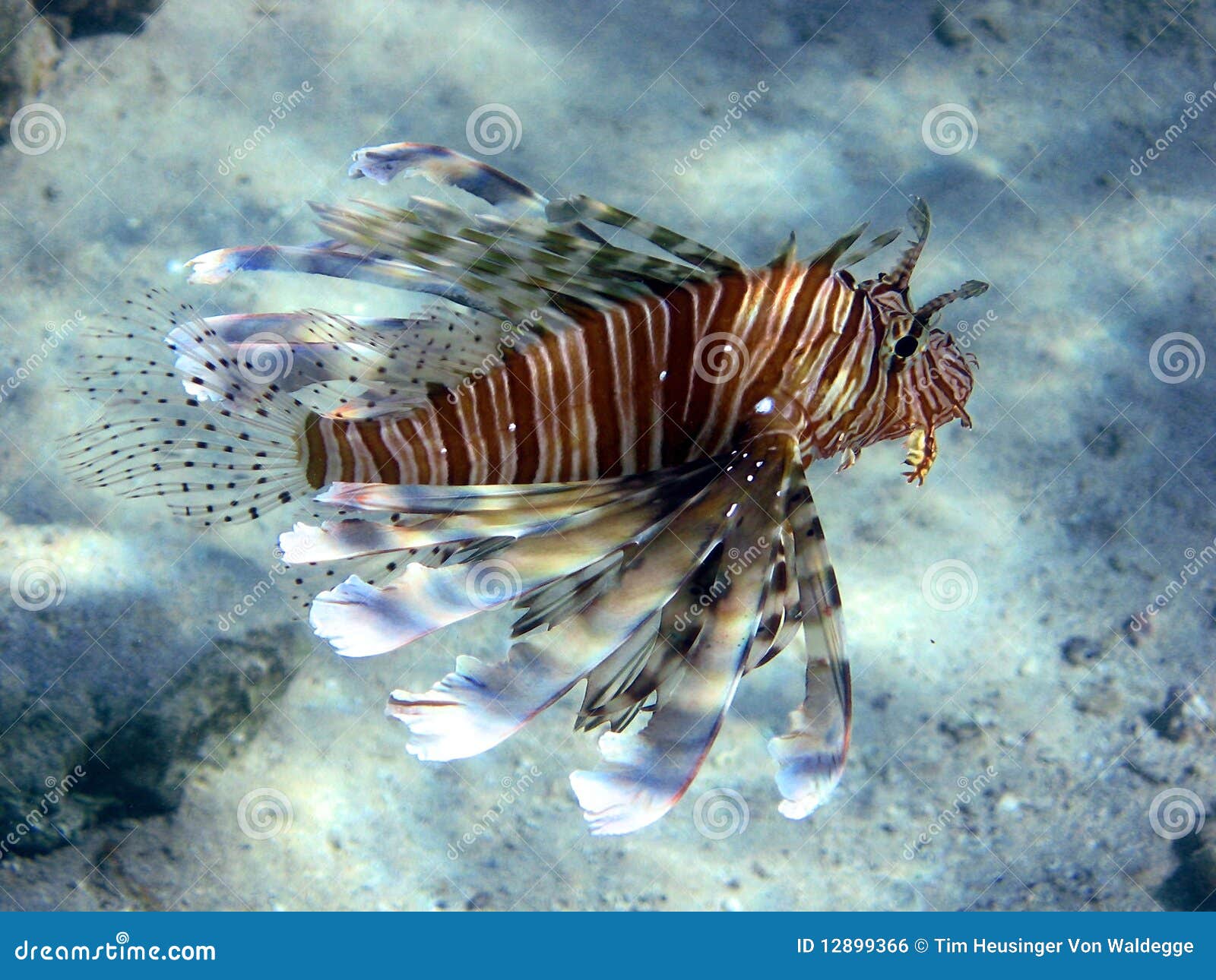 Devil Firefish (Pterios Miles) Stock Photo - Image of natural ...