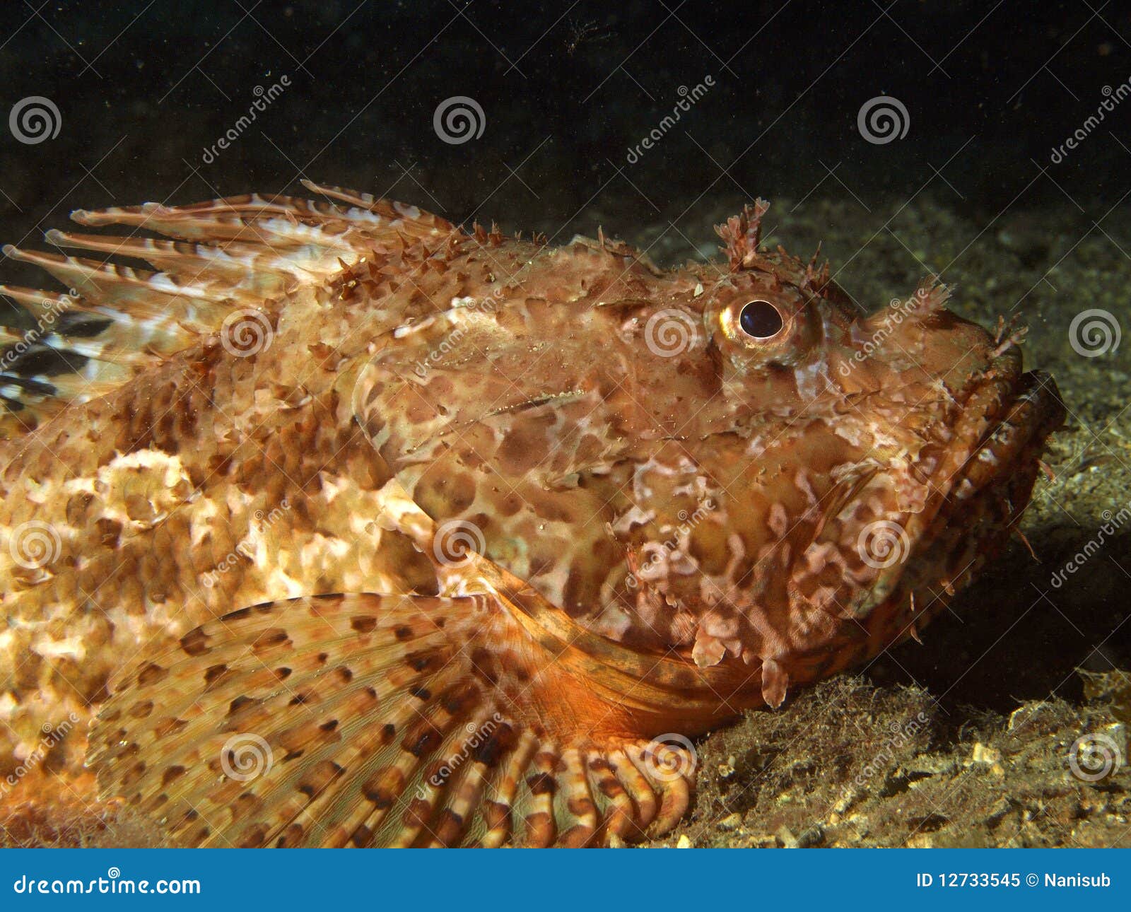 Devil fish stock image. Image of orange, escorpaena, scorpaena - 12733545