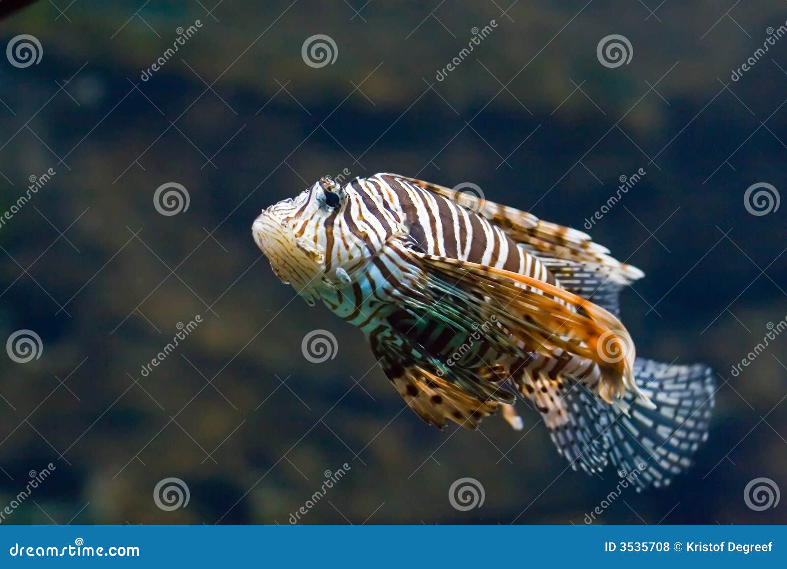 Devil fish stock photo. Image of hobby, aquarium, marine - 3535708