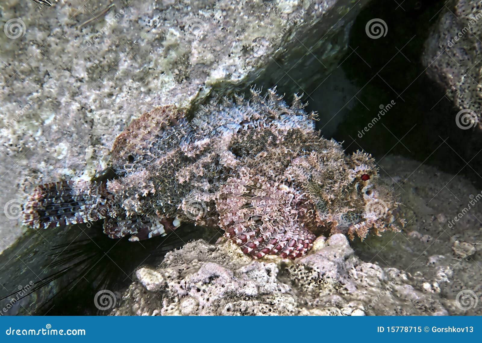 Devil-fish of coral reefs stock image. Image of diabolus - 15778715