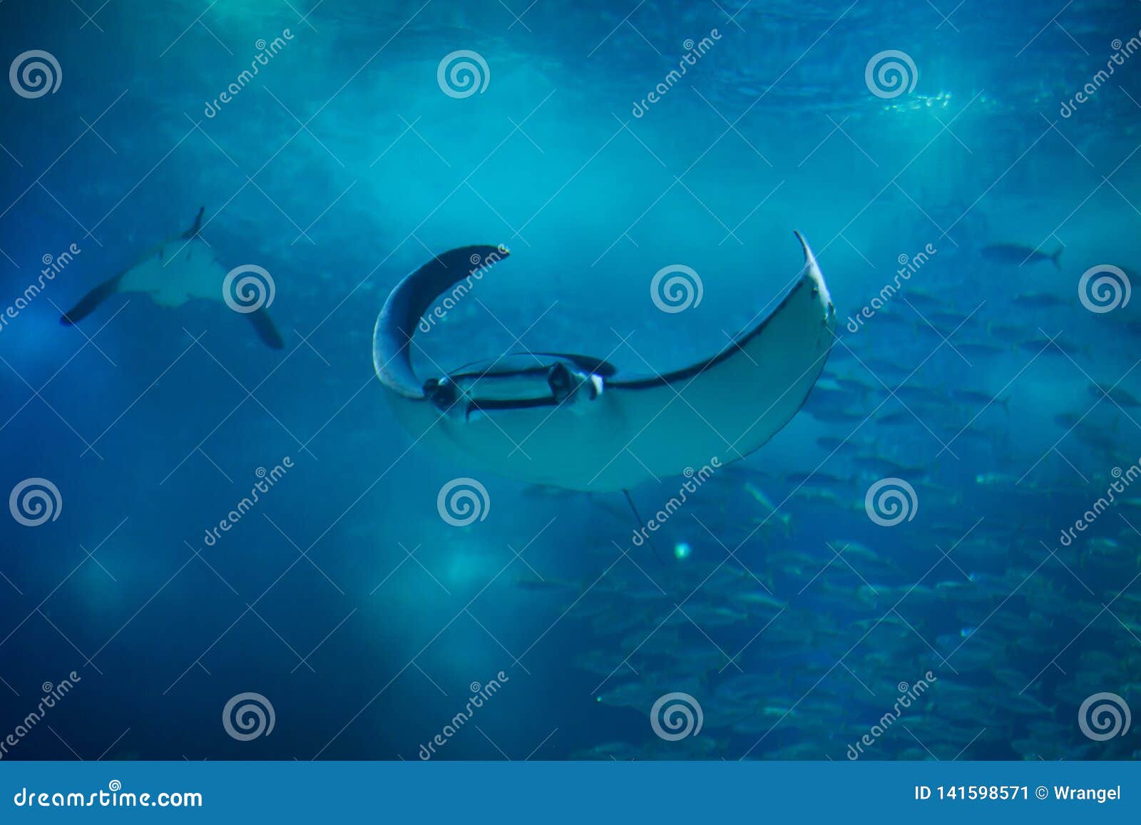 Devil fish Mobula mobular stock image. Image of underwater - 141598571