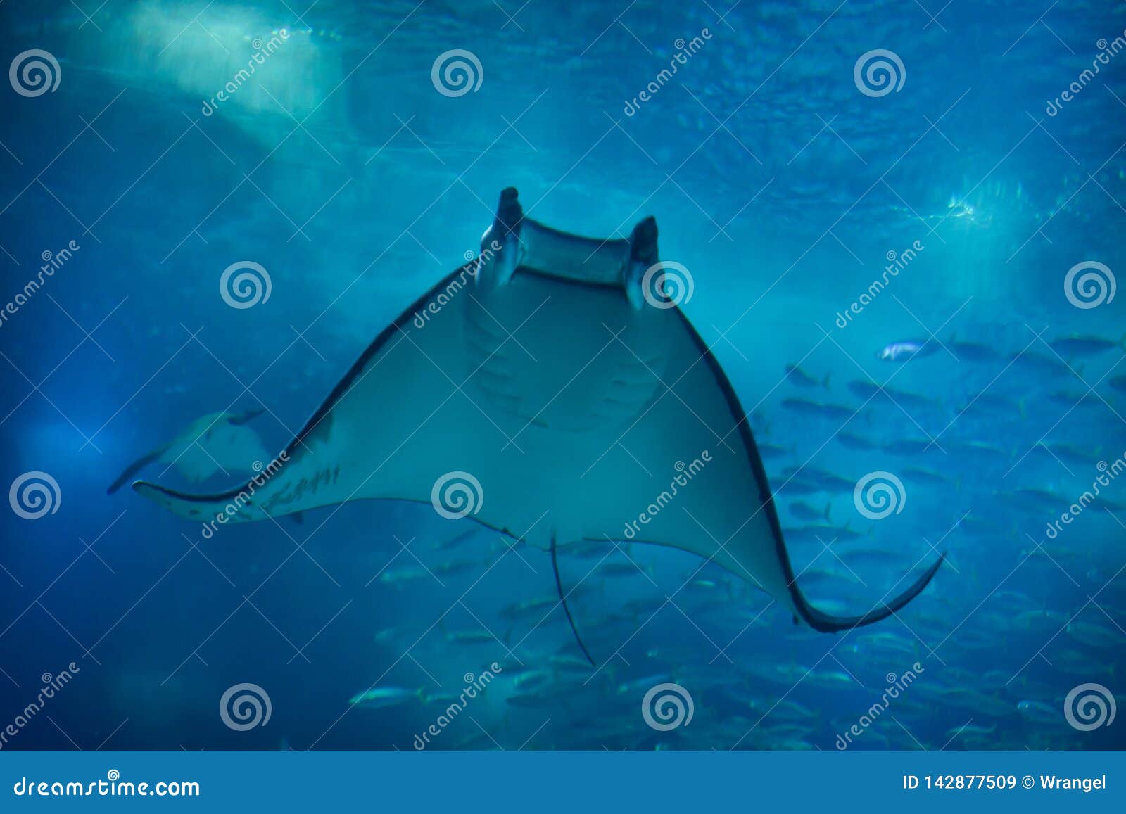 Devil fish Mobula mobular stock image. Image of aquarium - 142877509