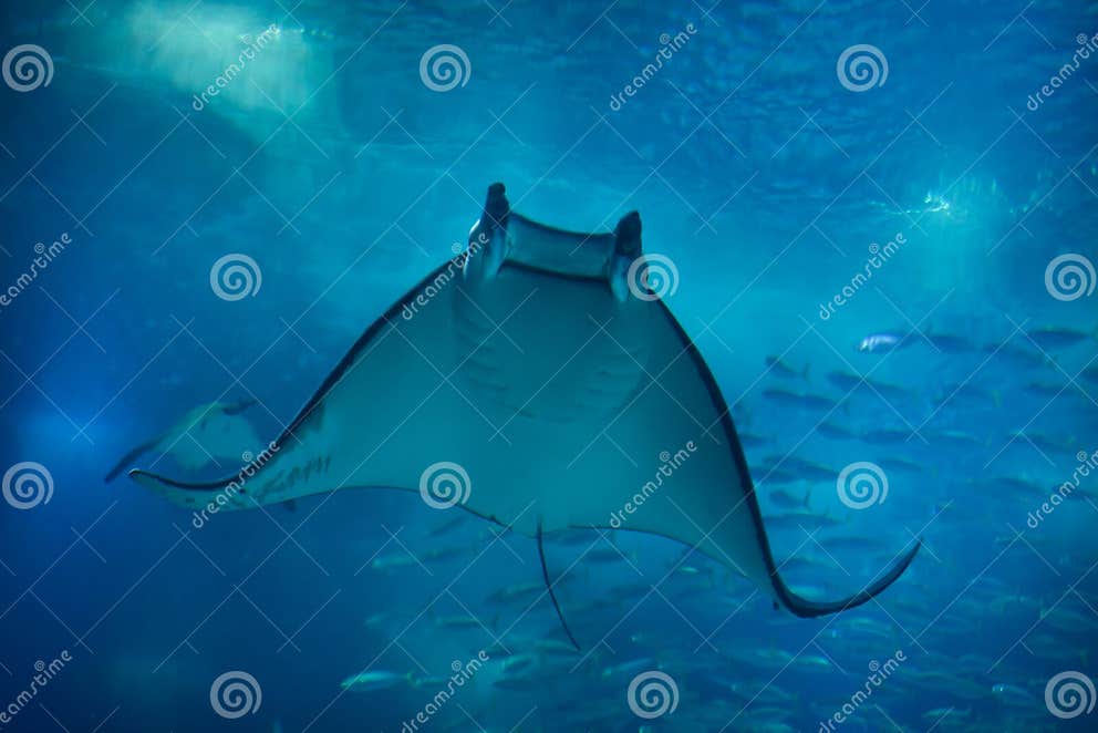 Devil fish Mobula mobular stock image. Image of aquarium - 142877509
