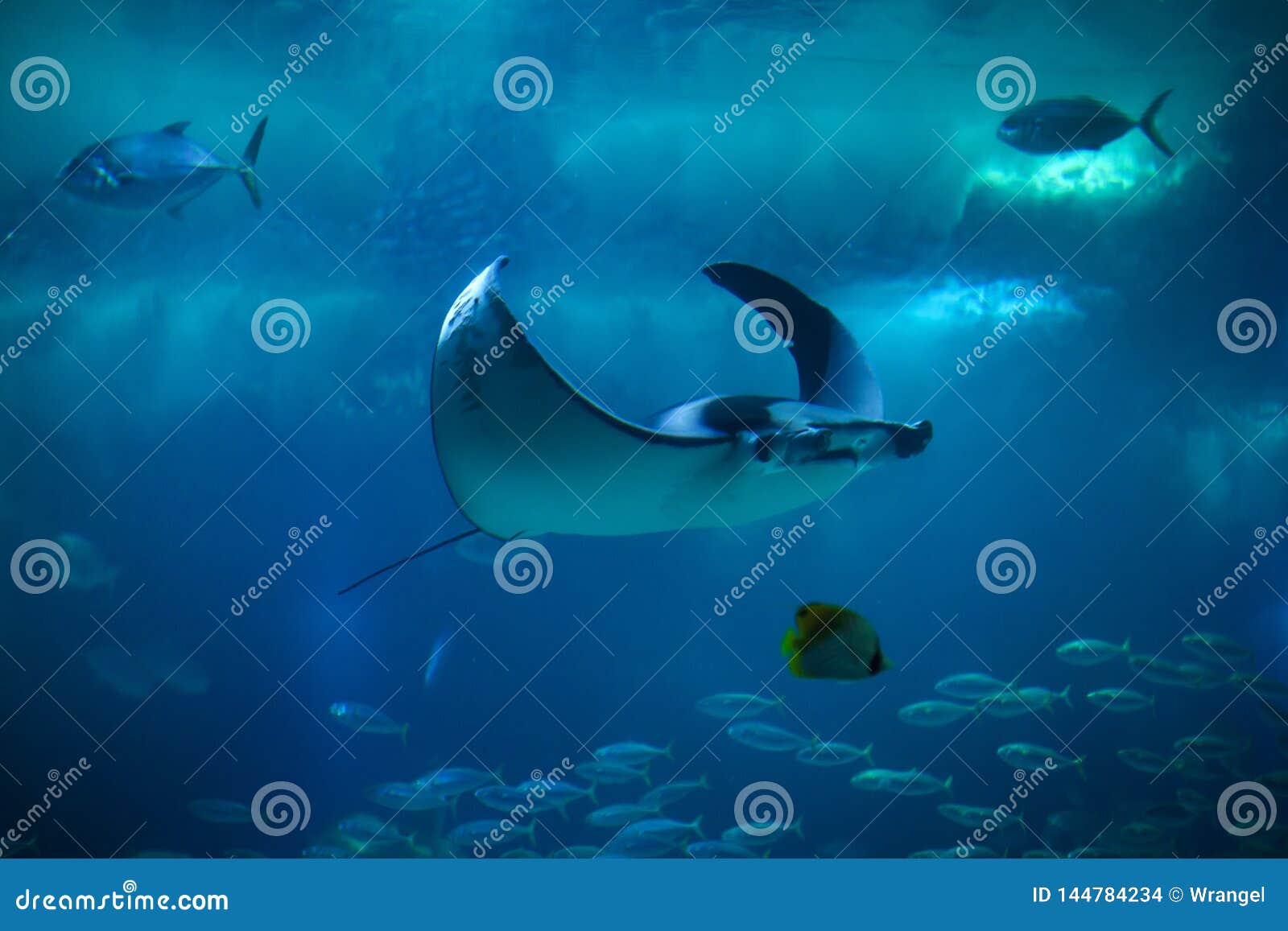 Devil fish Mobula mobular stock photo. Image of aquarium - 144784234