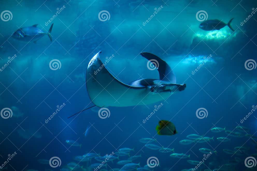 Devil fish Mobula mobular stock photo. Image of aquarium - 144784234
