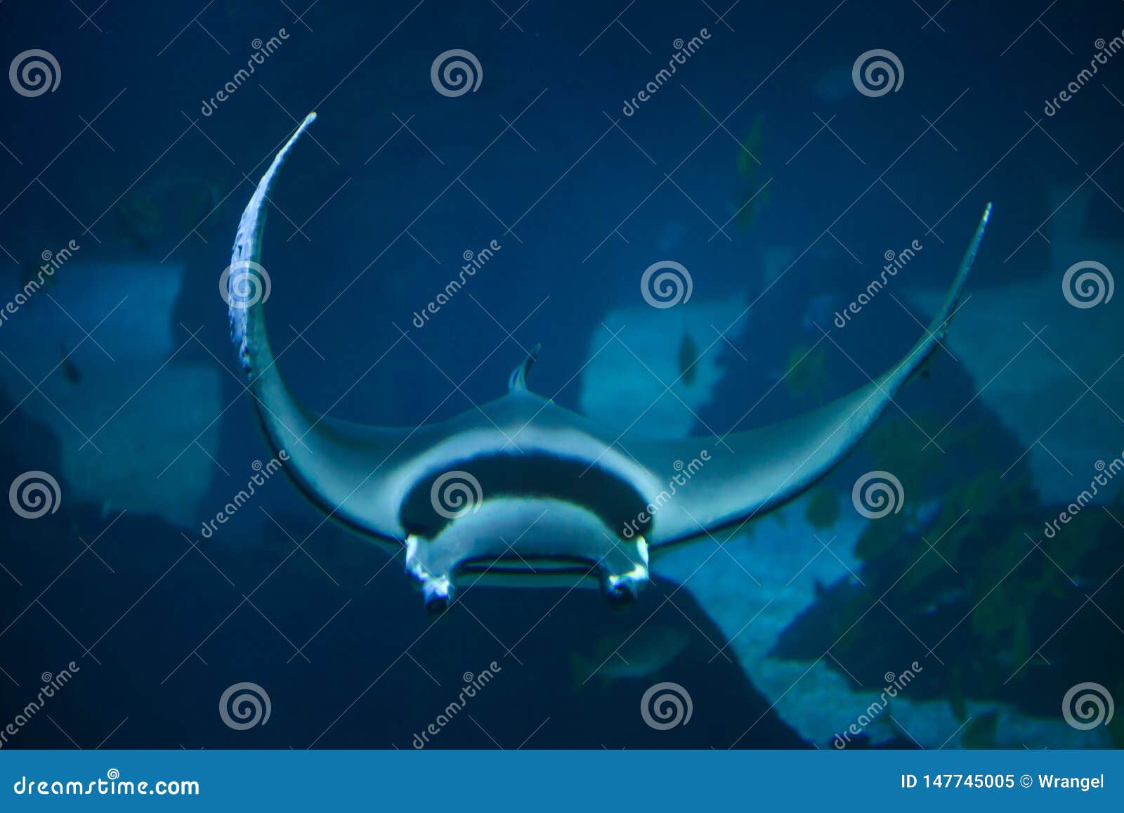 Devil fish Mobula mobular stock image. Image of life - 147745005