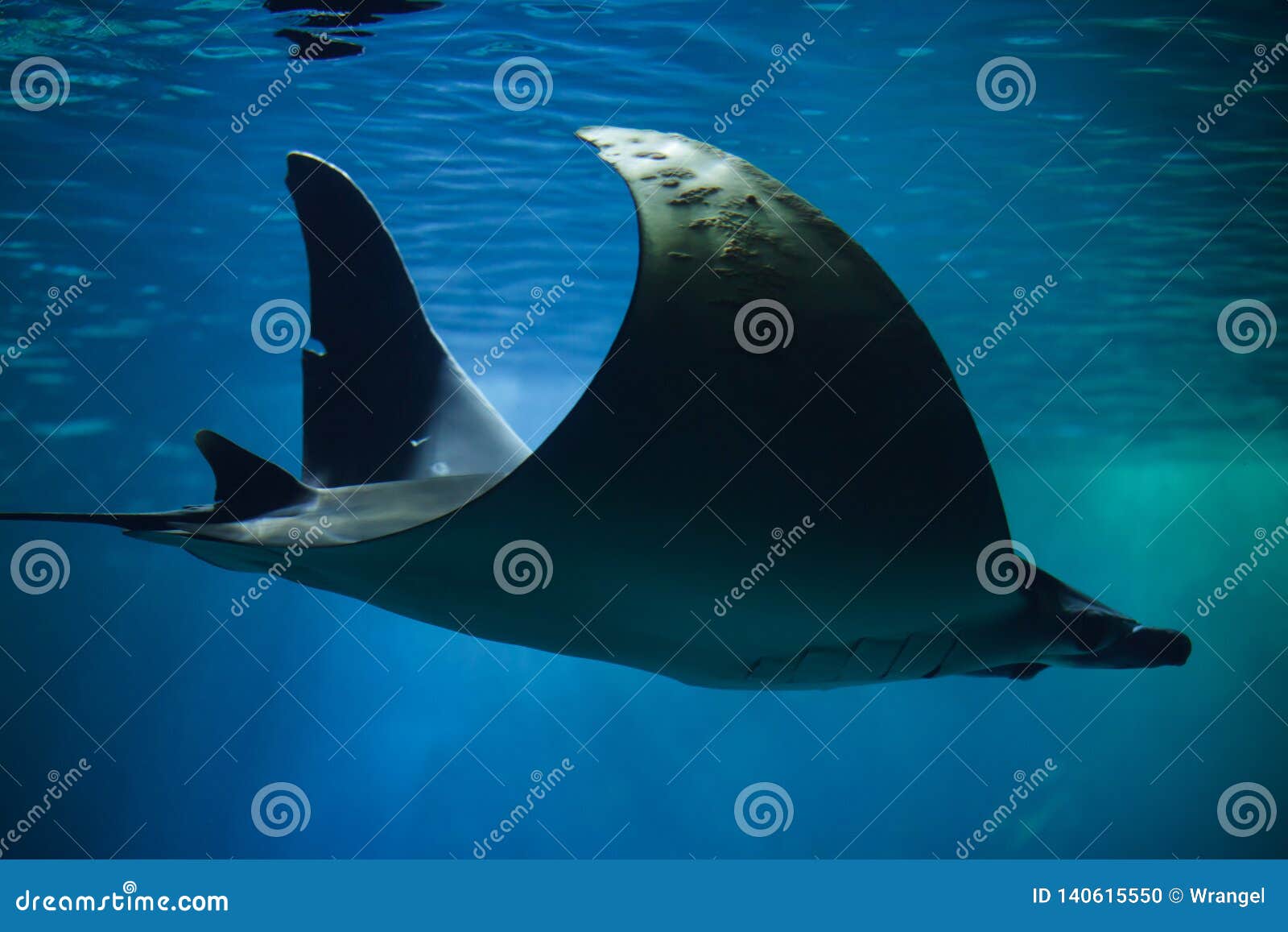 Devil fish Mobula mobular stock photo. Image of ocean - 140615550