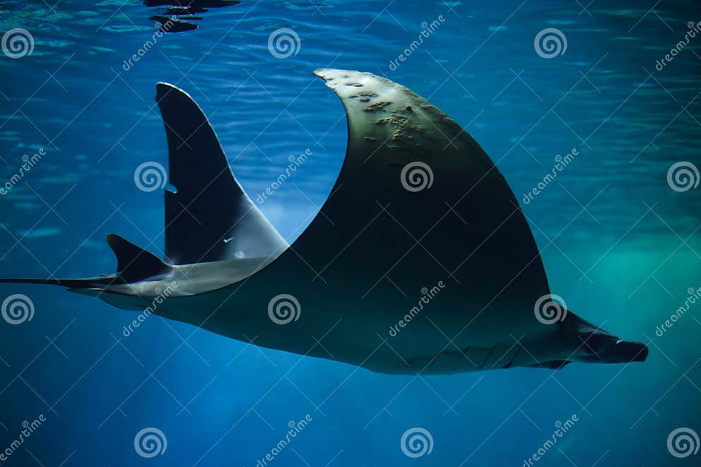 Devil fish Mobula mobular stock photo. Image of ocean - 140615550