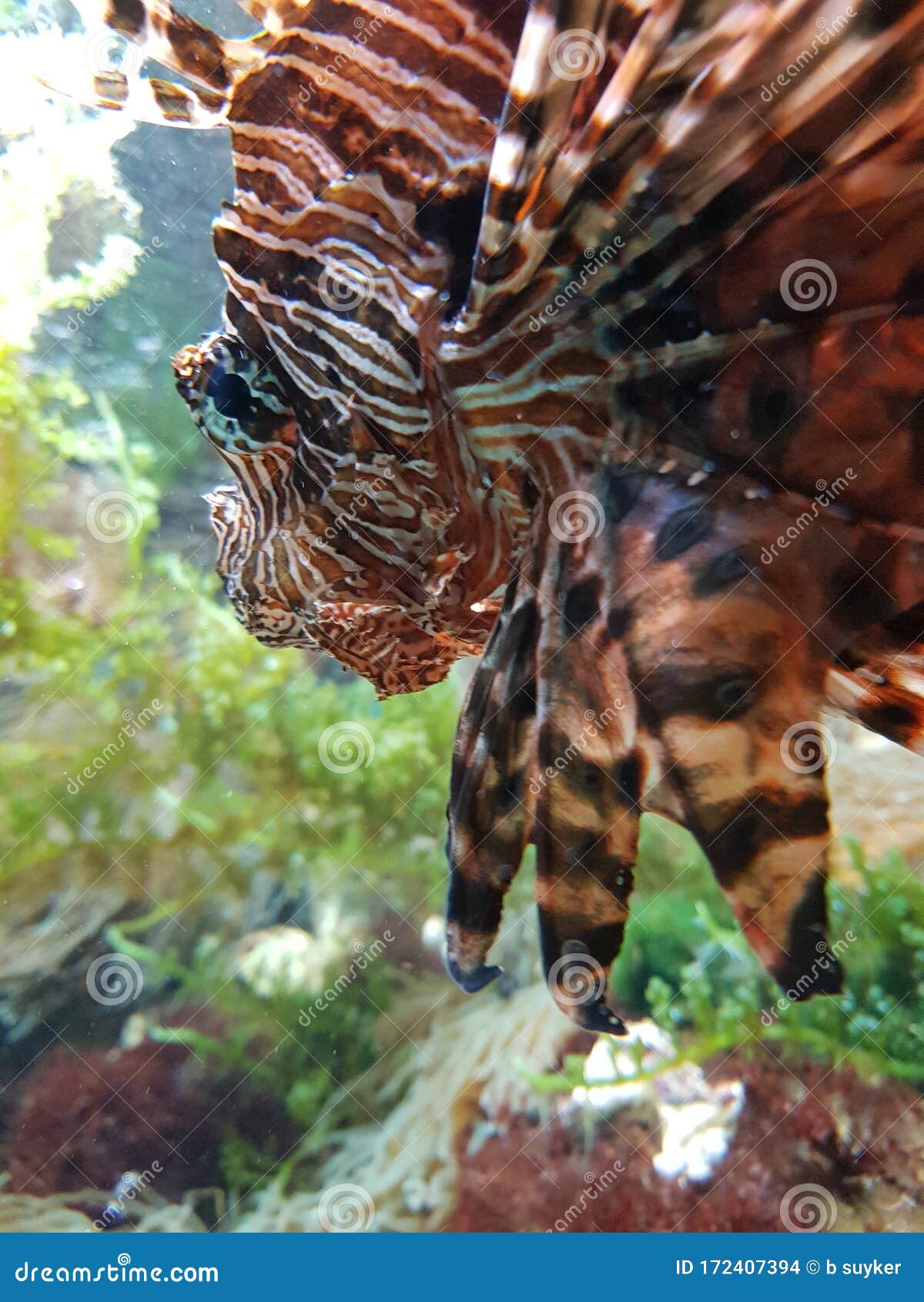 Devil fish stock photo. Image of colorfull, fish, ocean - 172407394