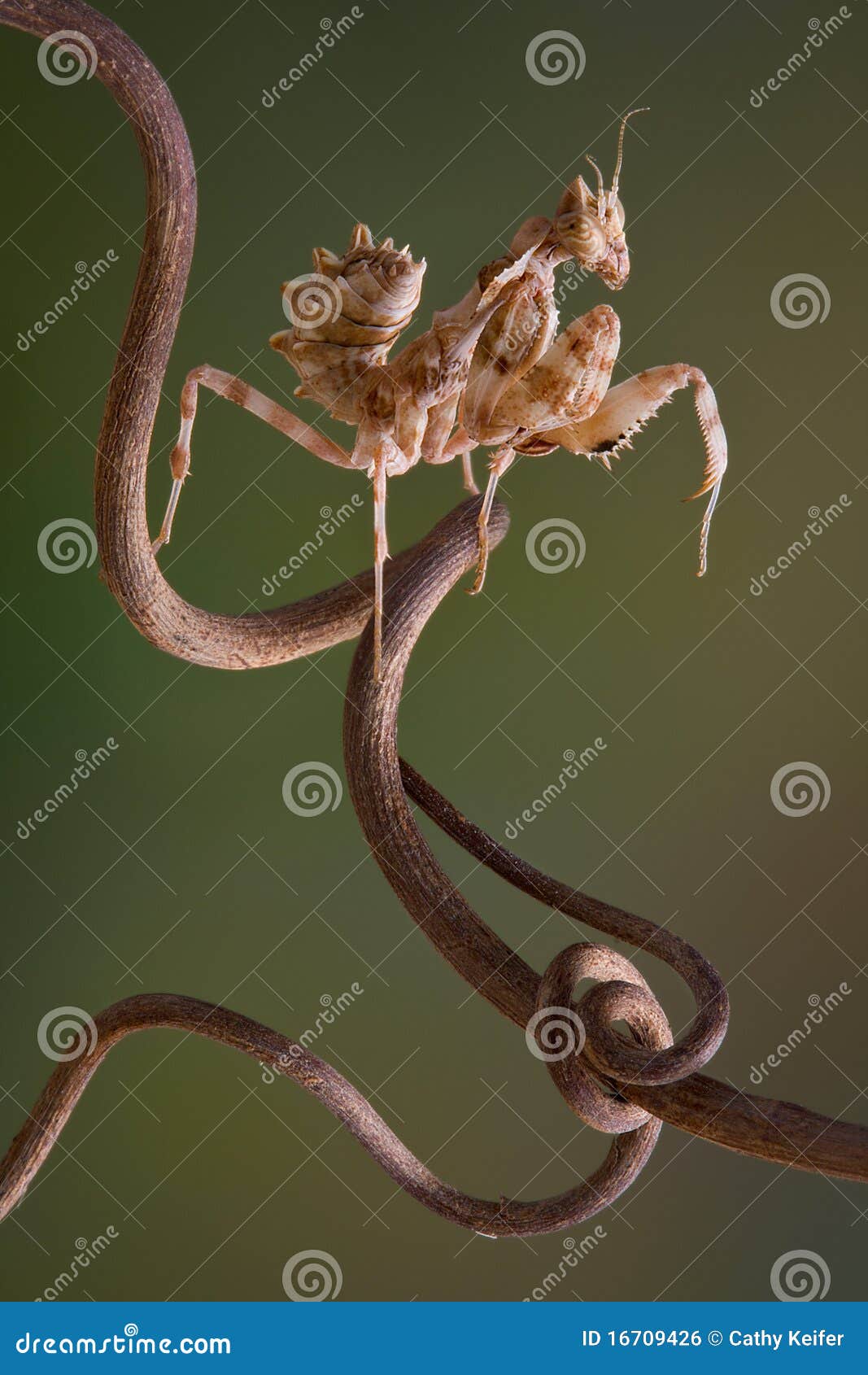 Devil Flower Mantis stock photo. Image of predator, macro - 16709426