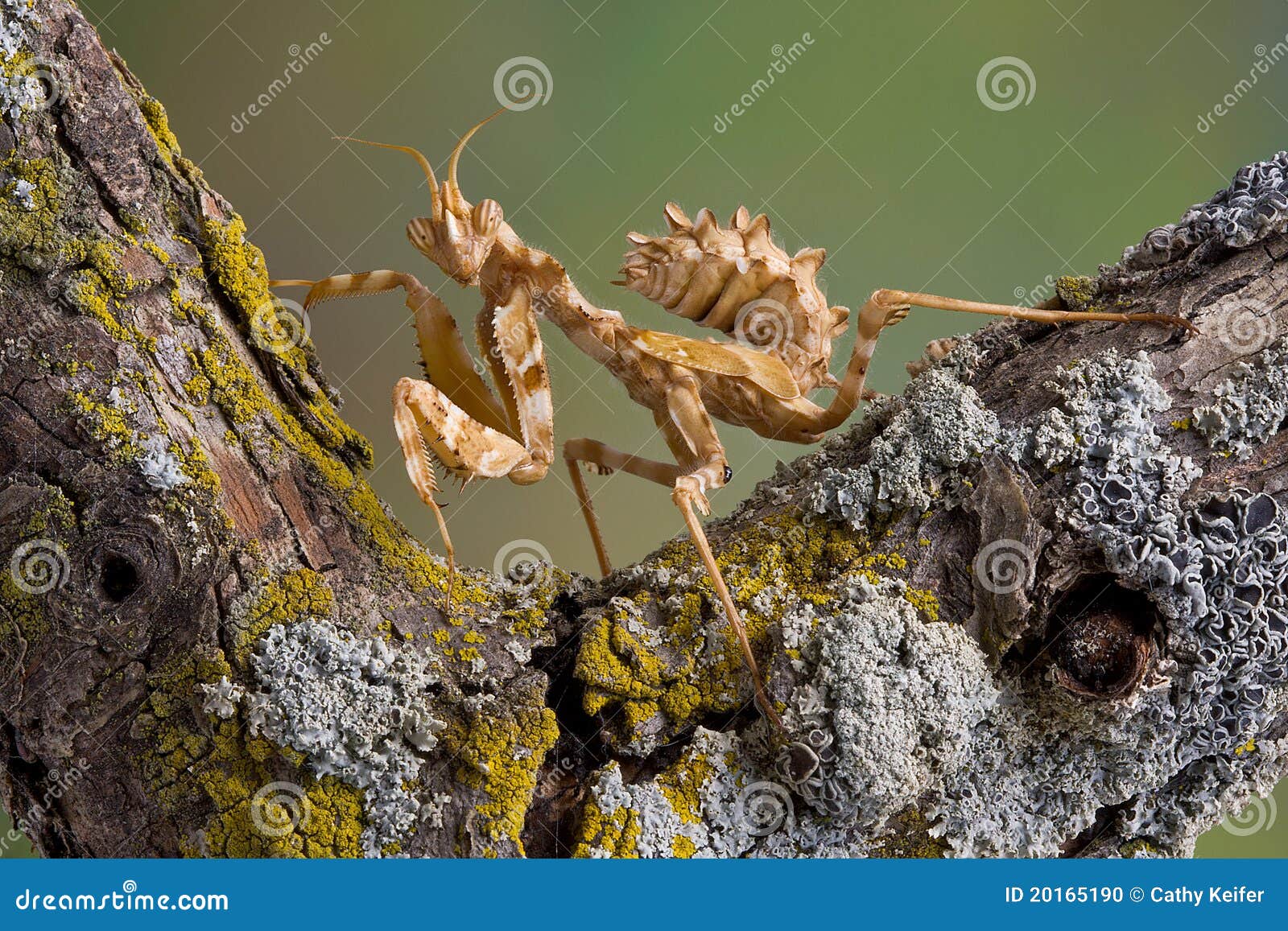 Devil Flower Mantis on Branch Stock Photo - Image of horizontal, macro ...