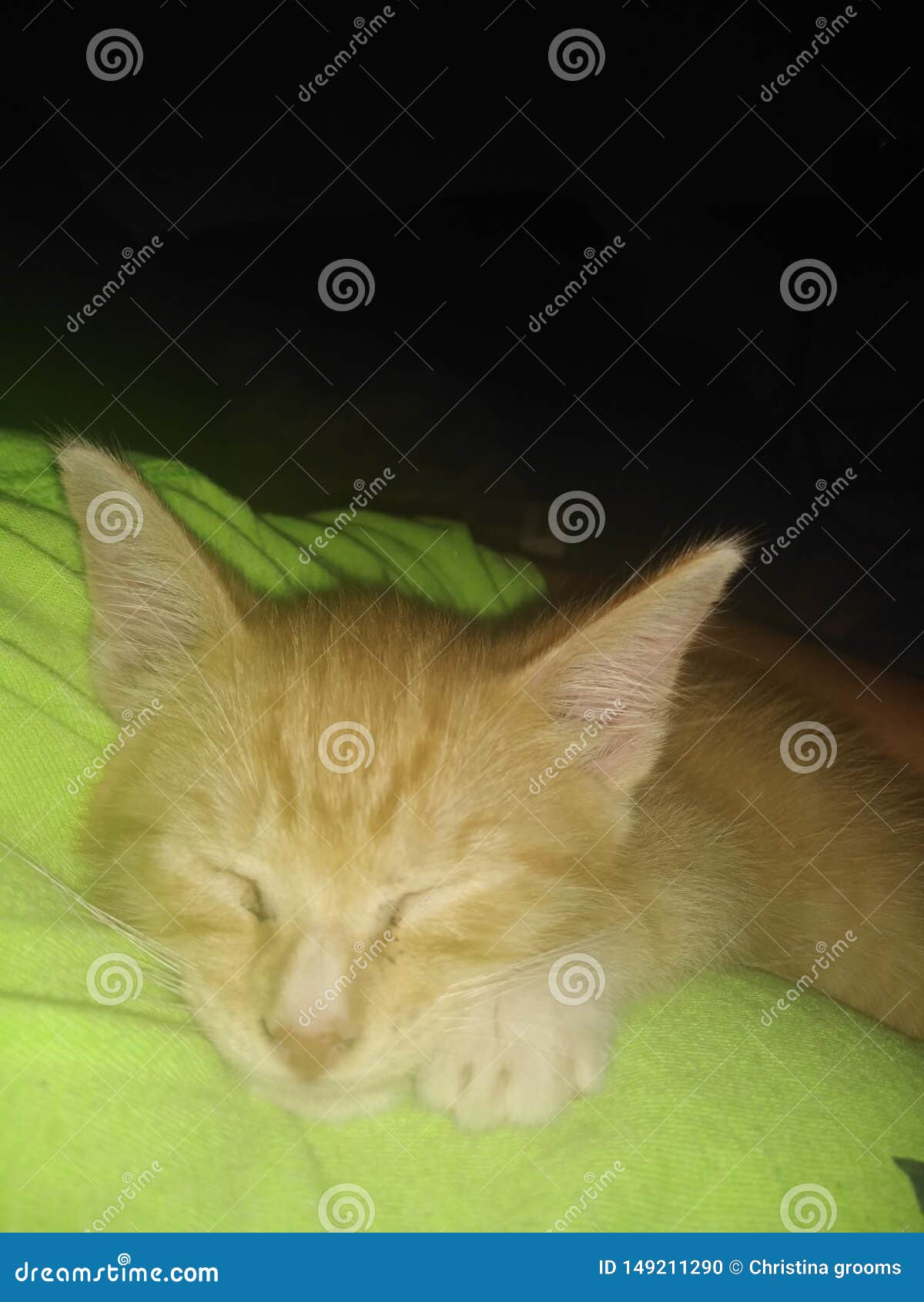 Devil kitten sleeping stock photo. Image of baby, kitten - 149211290