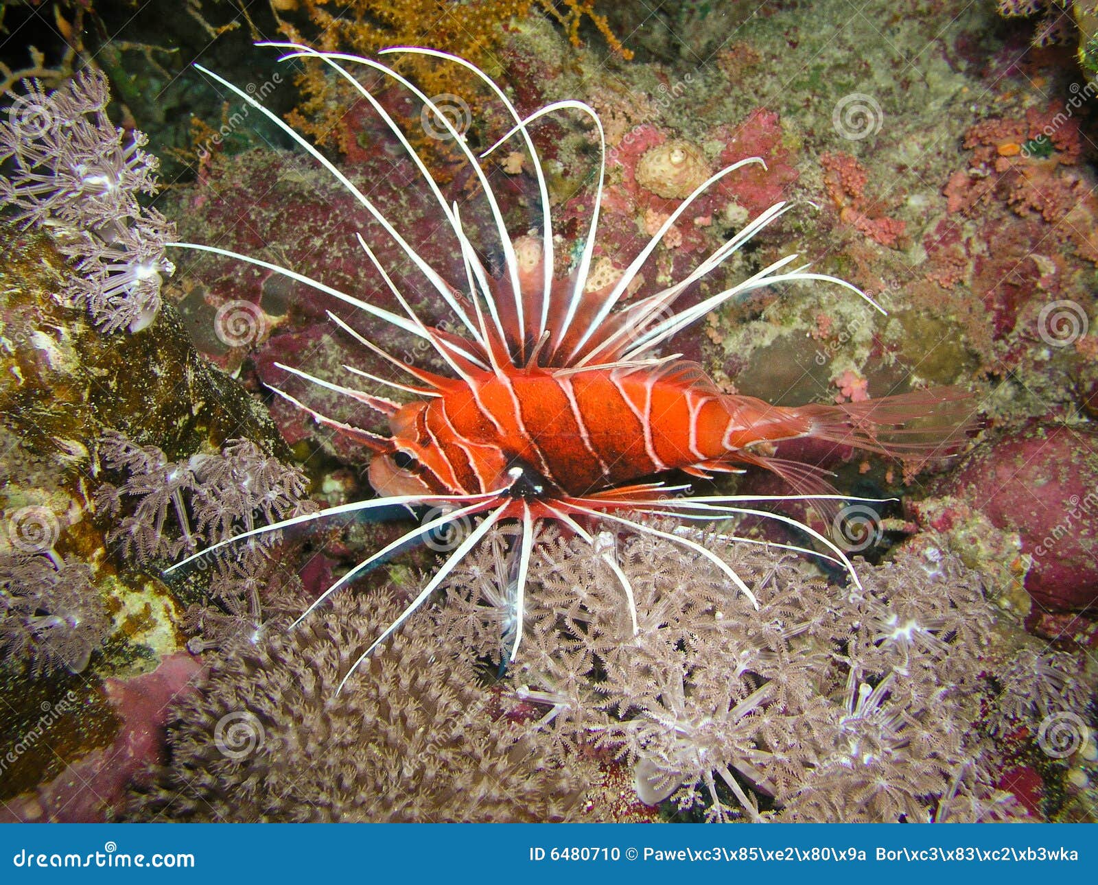 Devil Lion Fish stock photo. Image of colony, caribbean - 6480710