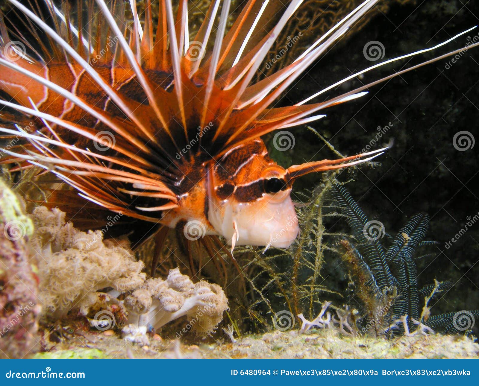 Devil Lion Fish during Night Dive Stock Photo - Image of bahamas ...