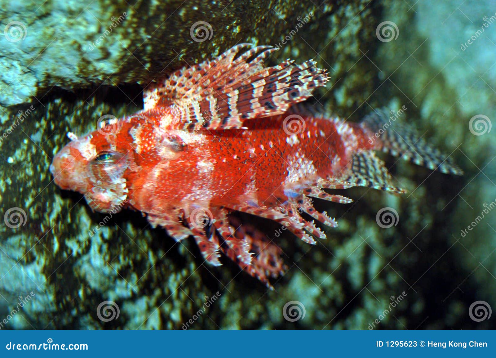 Devil lionfish stock image. Image of marine, display, deadly - 1295623
