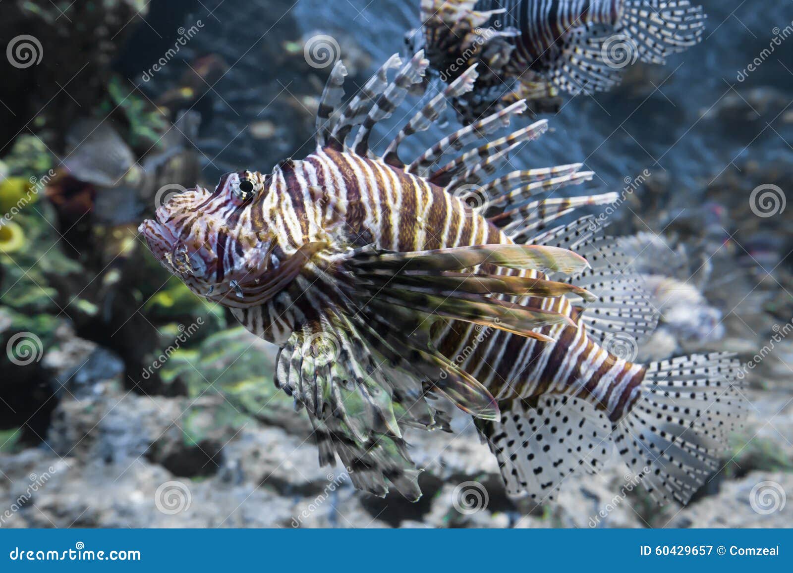 Devil lionfish stock image. Image of exotic, reef, pterois - 60429657