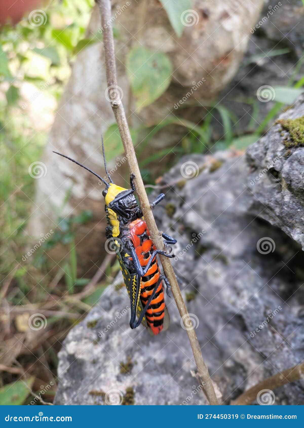 Aularches Miliaris or Devil Locust Stock Image - Image of aularches ...