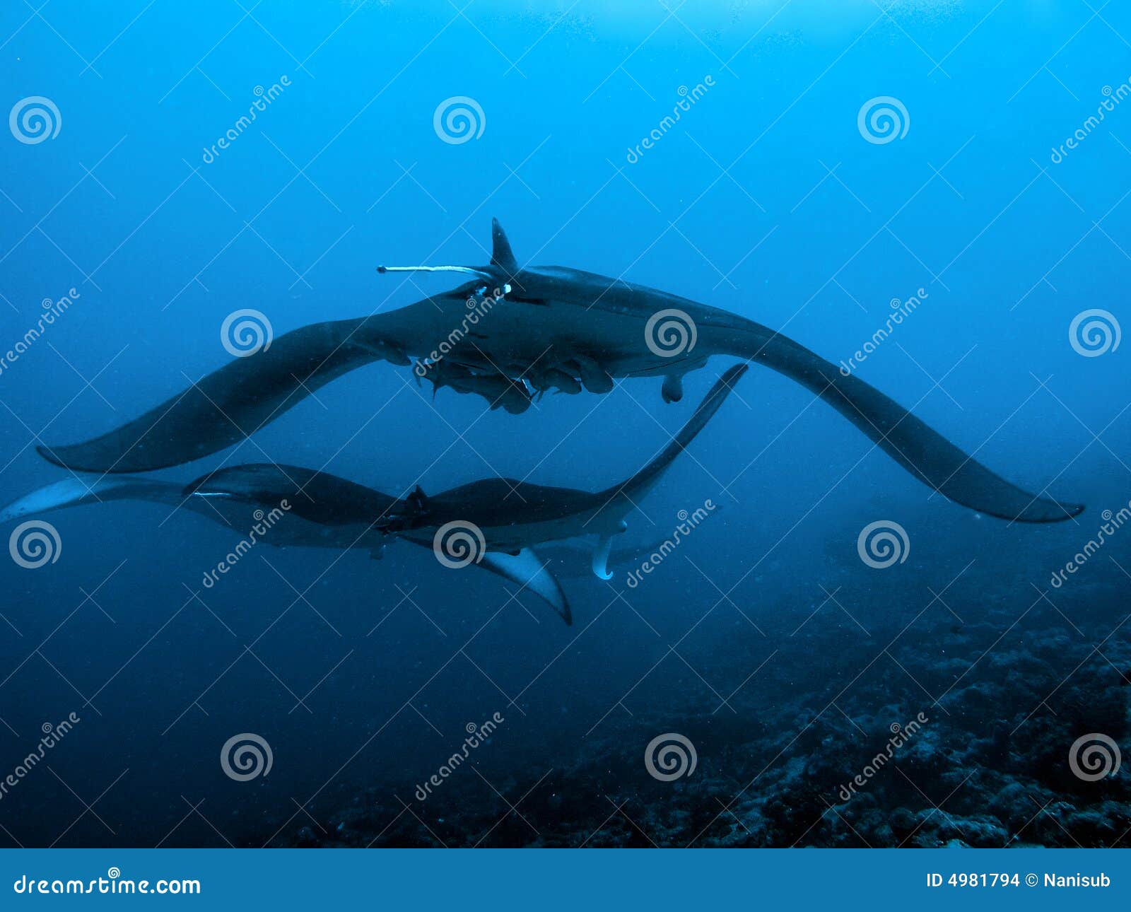 Devil ray stock photo. Image of indian, oceanic, manta - 4981794