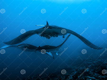 Devil ray stock photo. Image of indian, oceanic, manta - 4981794