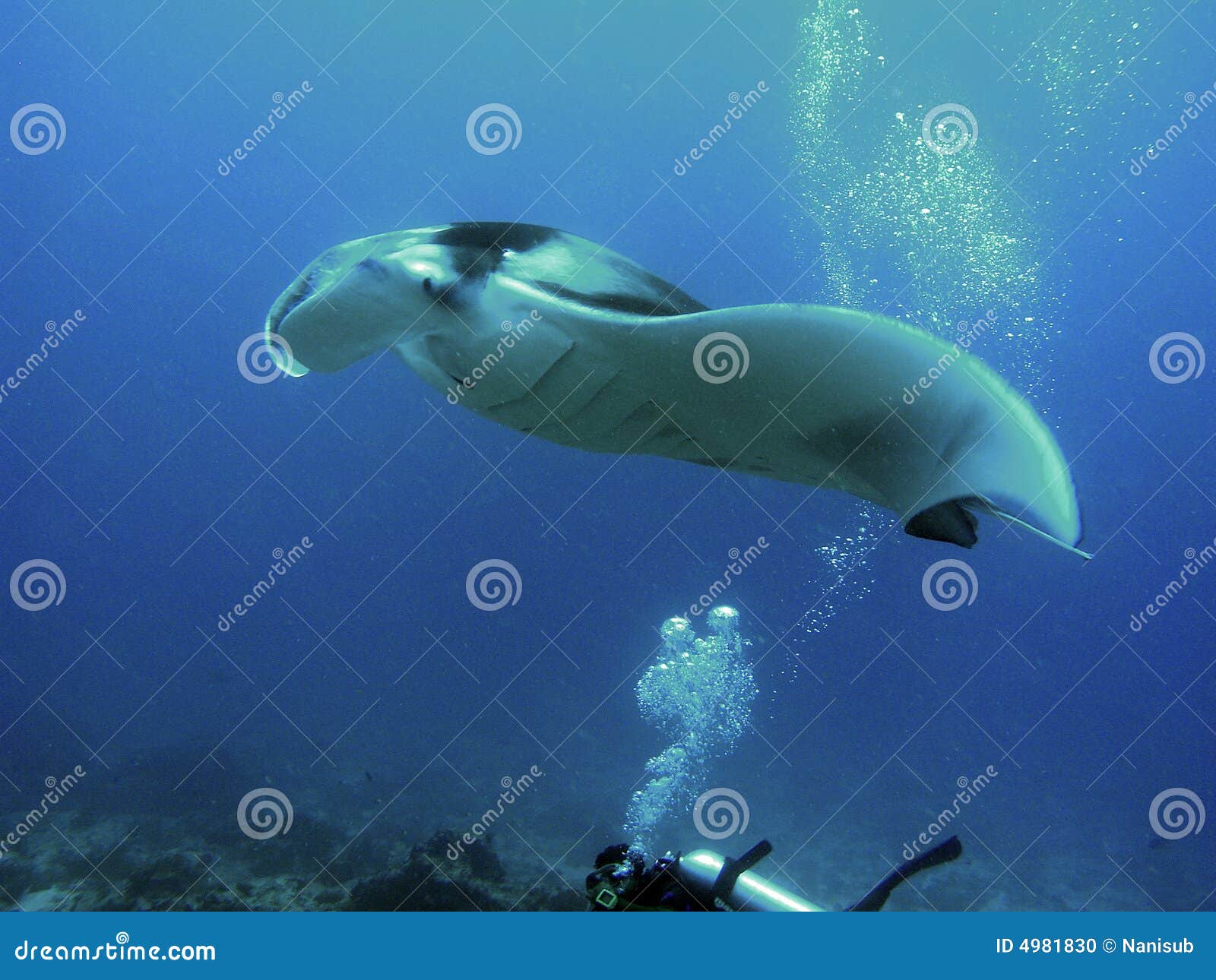 Devil ray stock photo. Image of submarinism, landscape - 4981830