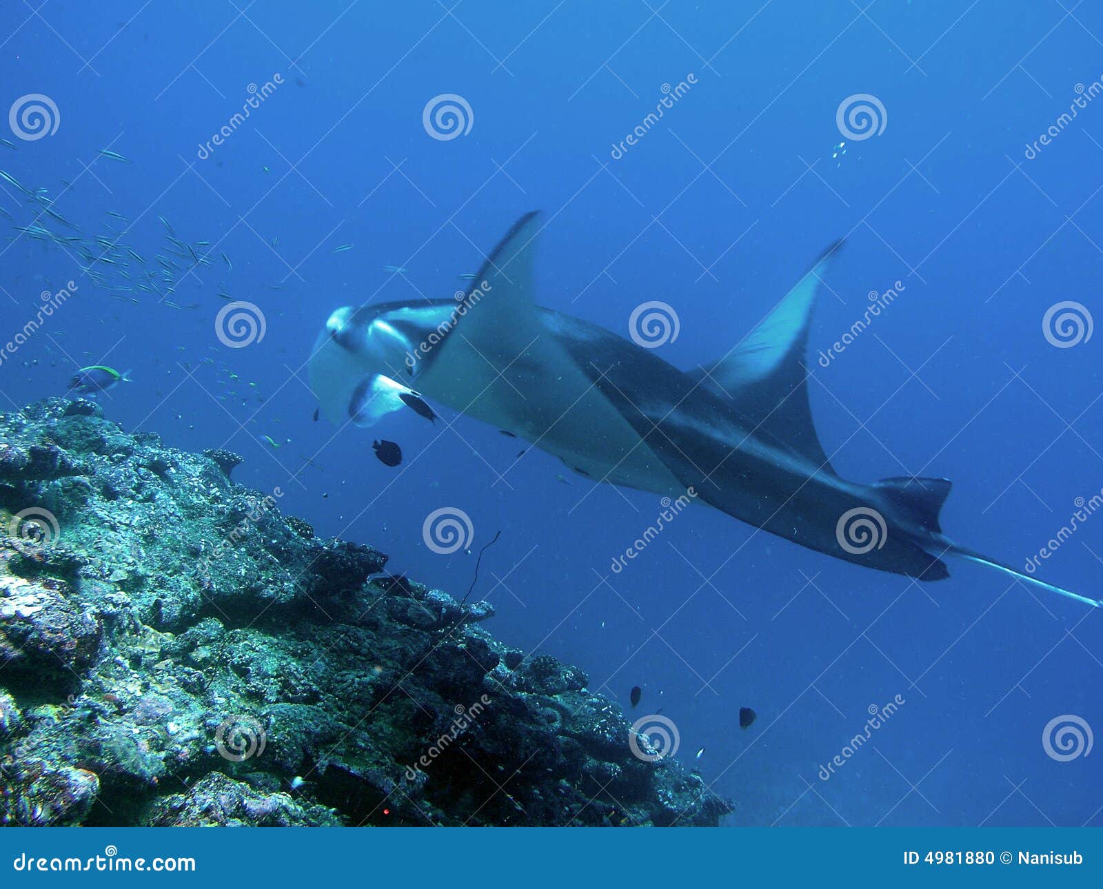 Devil ray stock photo. Image of underwater, landscape - 4981880
