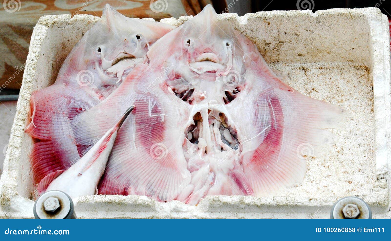 Devil ray fish stock photo. Image of nature, marine - 100260868
