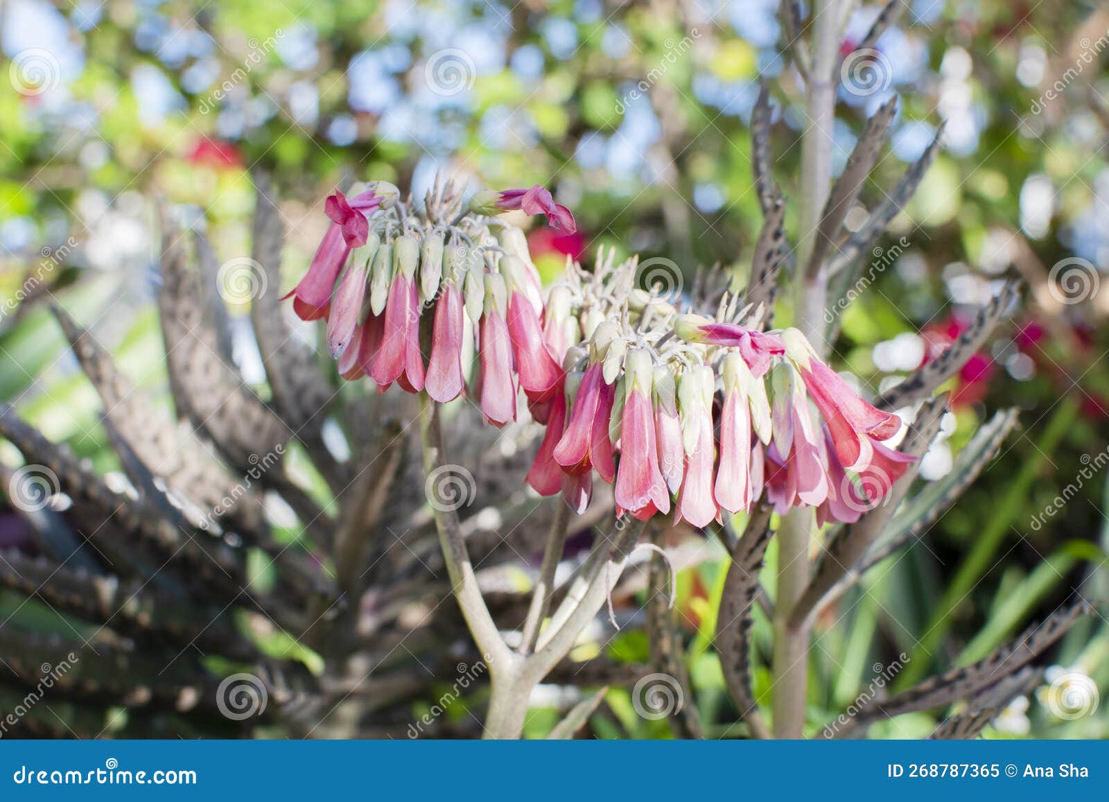 Devil’s Backbone, the Mother-of-thousands Blooms with Pink Flowers ...