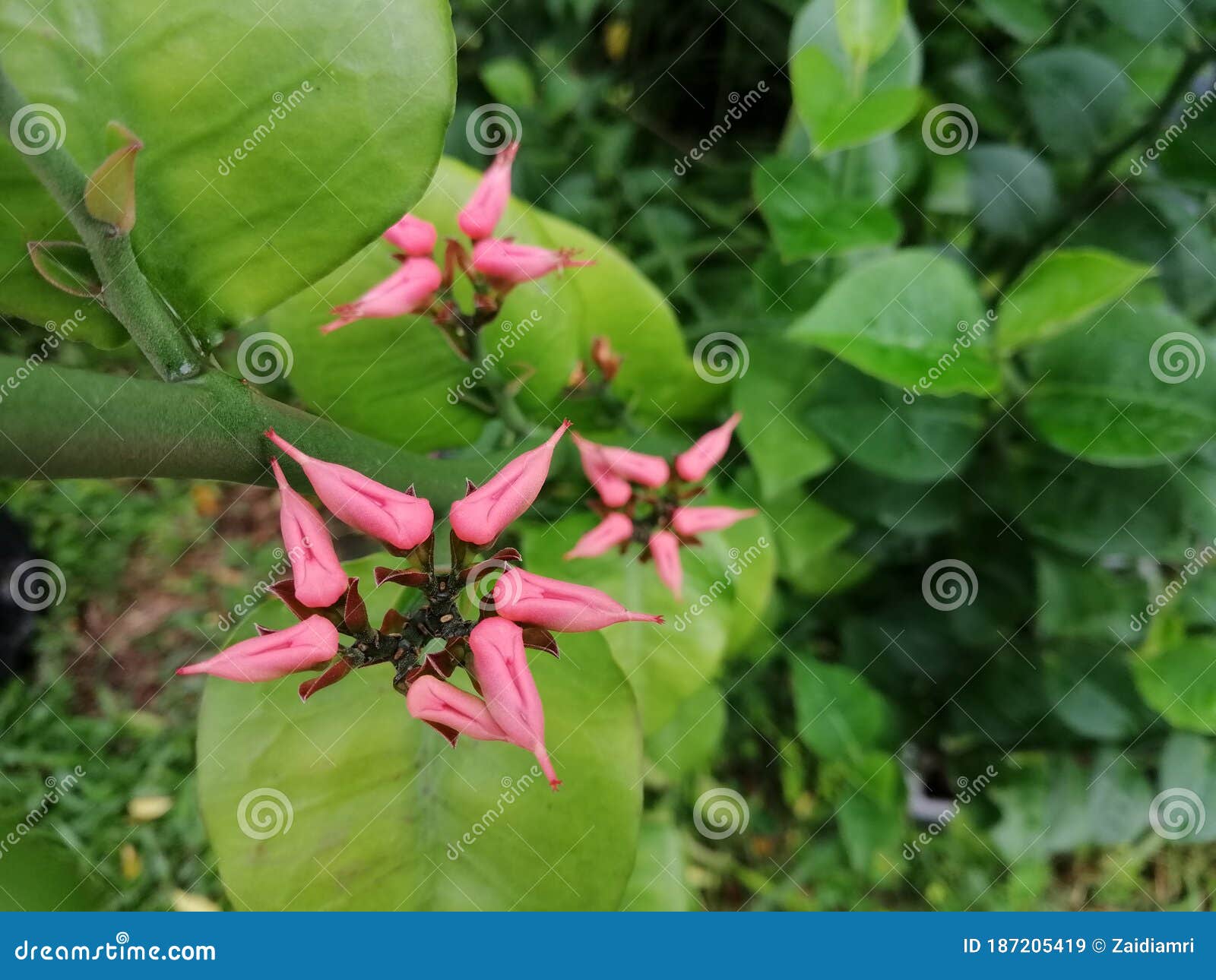 Devil S Backbone Plant at Wild Stock Image - Image of pink, tropical ...