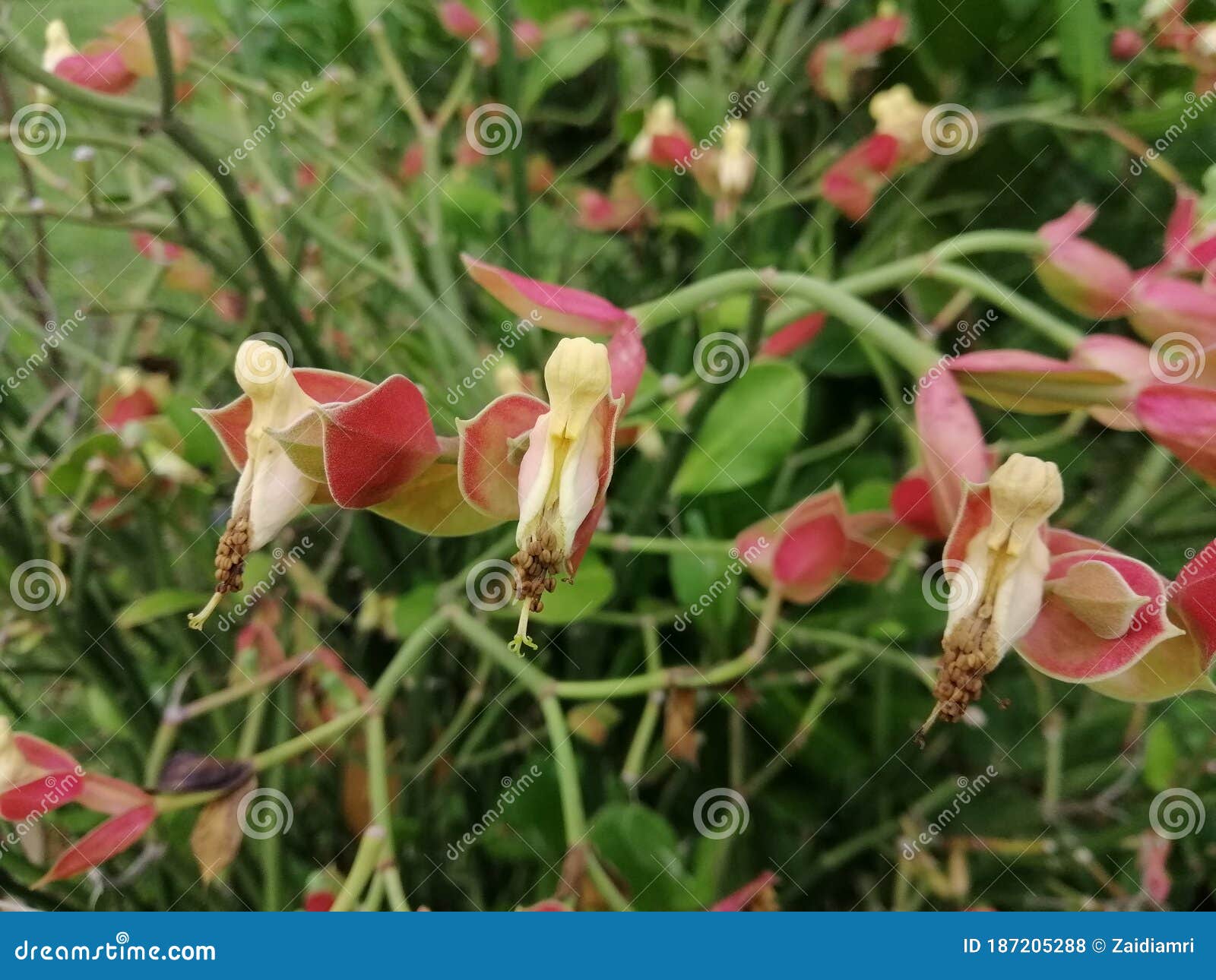 Devil S Backbone Plant at Wild Stock Photo - Image of garden, tropical ...
