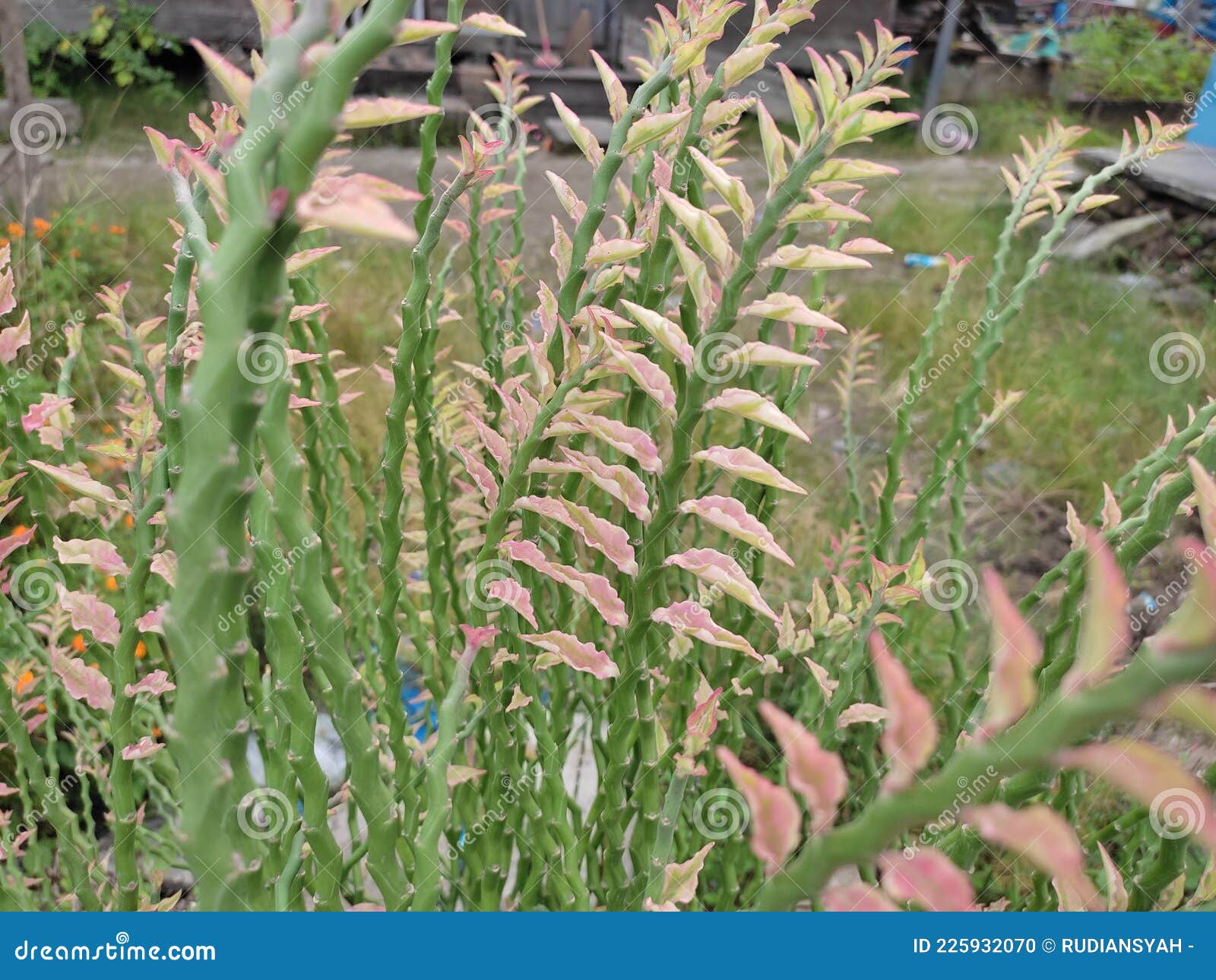 Devil& X27;s Backbone & X27;Zigzag Plant& X27; Stock Photo - Image of backbone, herb: 225932070