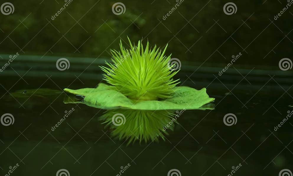 Devil& X27;s Bell is Floating on Water Stock Image - Image of flower ...