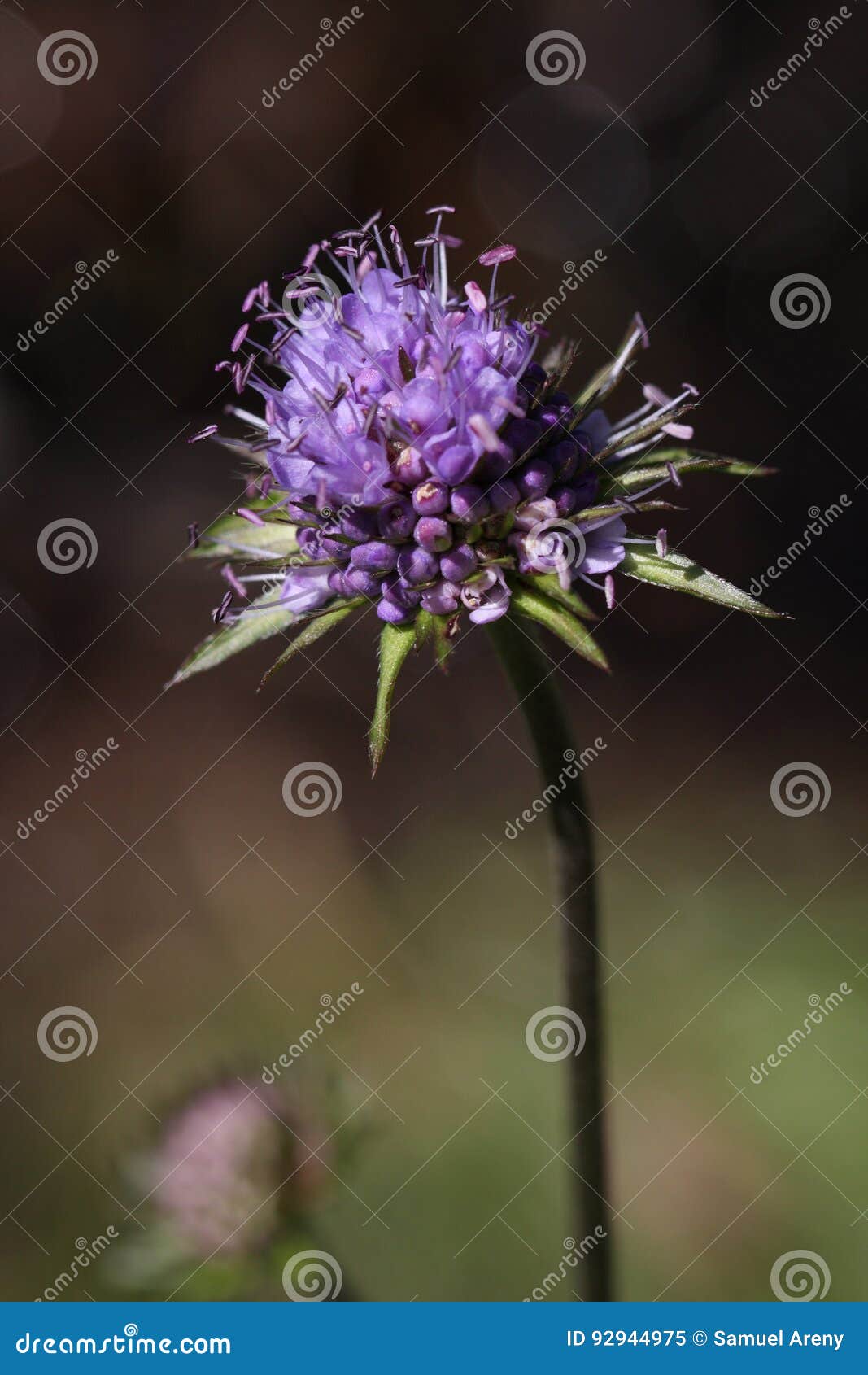 Devil`s Bit or Devil`s Bit Scabious Flower Stock Image - Image of plant ...