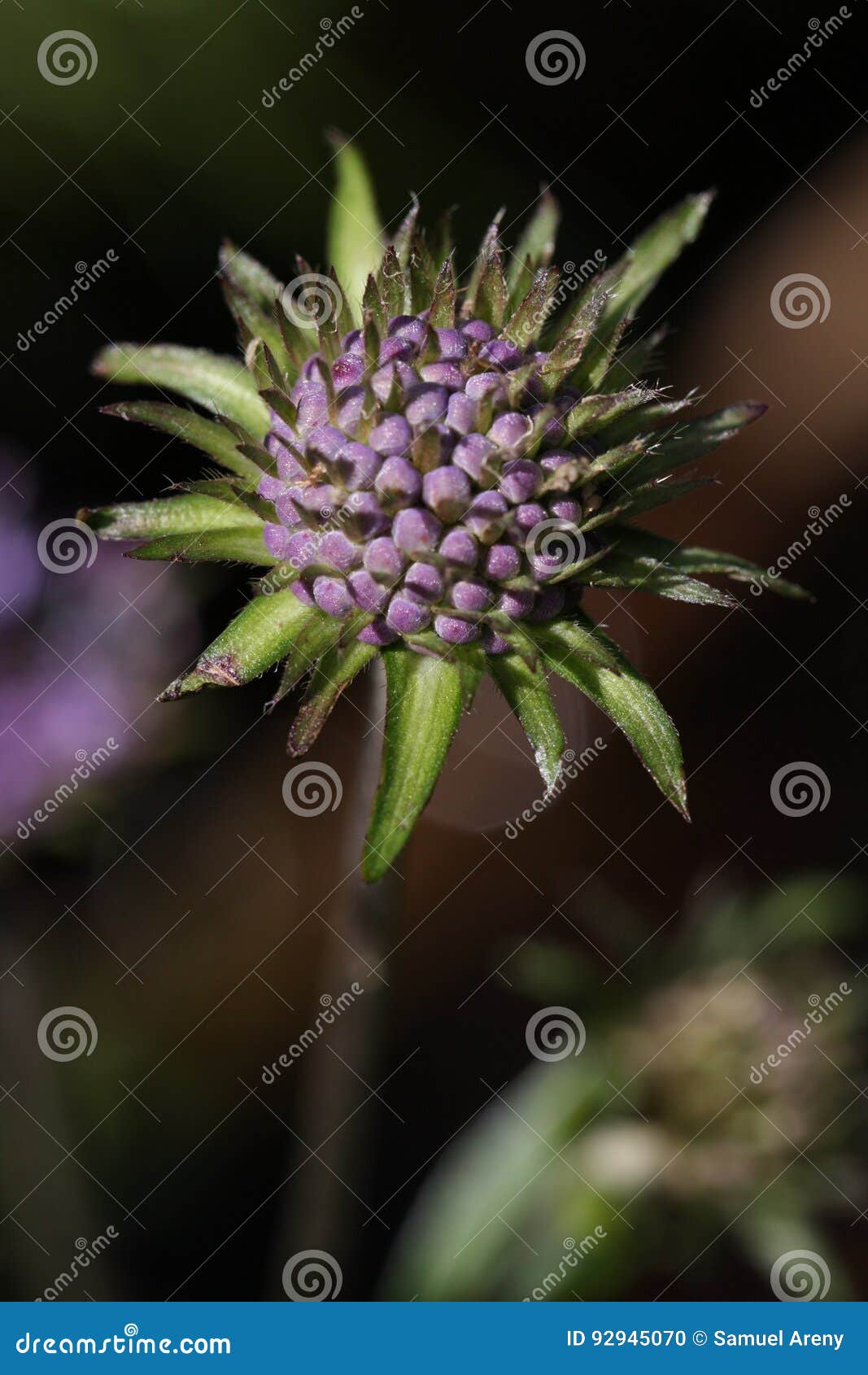 Devil`s Bit or Devil`s Bit Scabious Flower Stock Photo - Image of ...