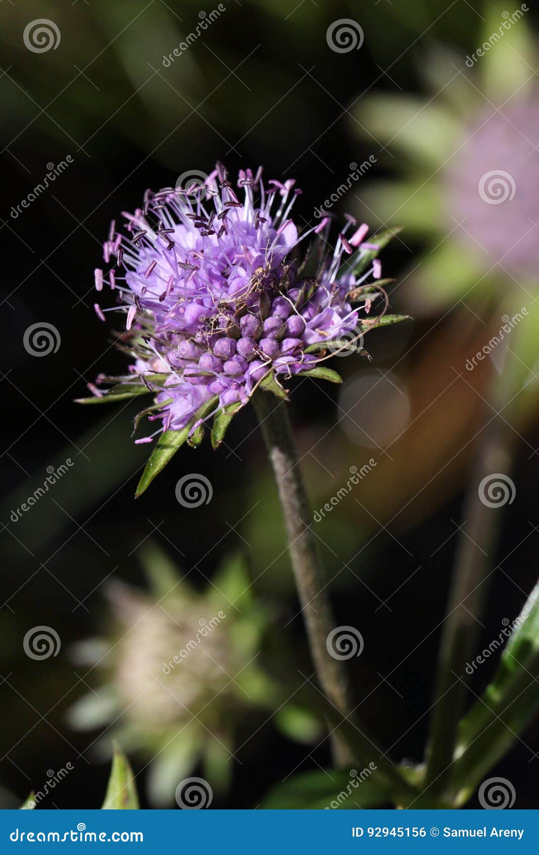 Devil`s Bit or Devil`s Bit Scabious Flower Stock Photo - Image of herb ...