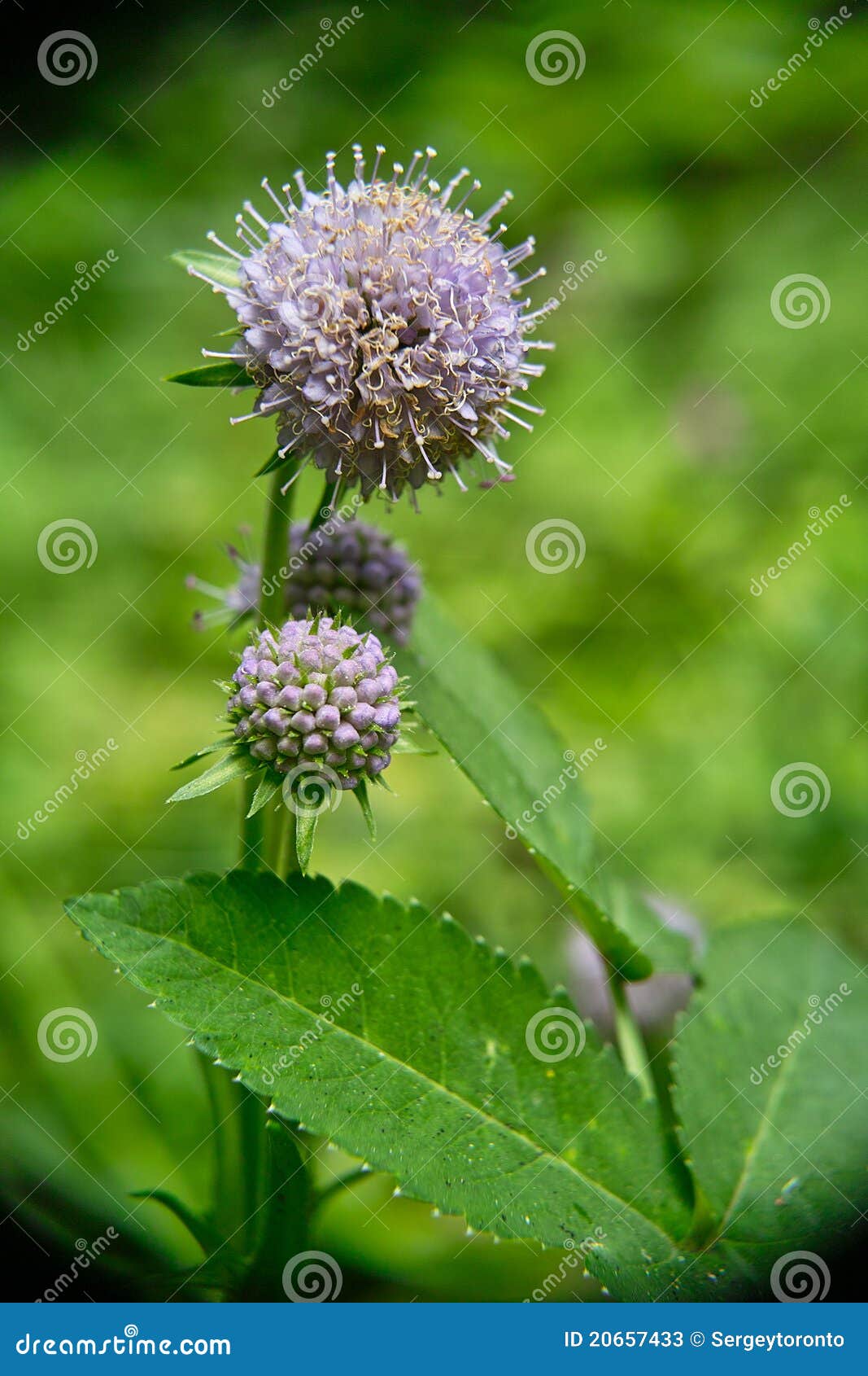 Devil s-bit flower stock image. Image of mauve, devil - 20657433