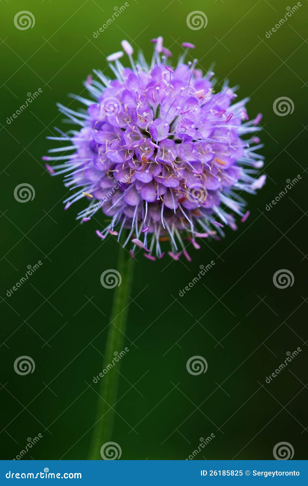 Devil s-bit flower stock image. Image of black, meadow - 26185825