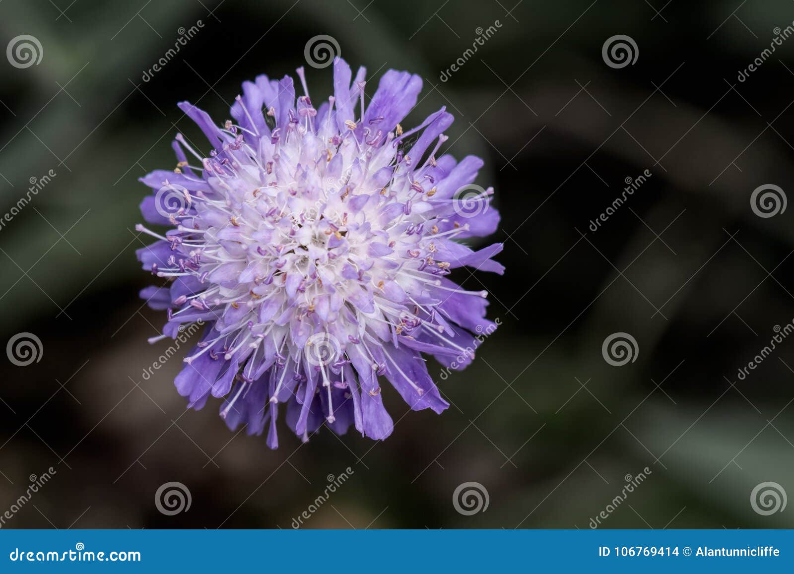 Devil`s bit flower head stock photo. Image of countryside - 106769414