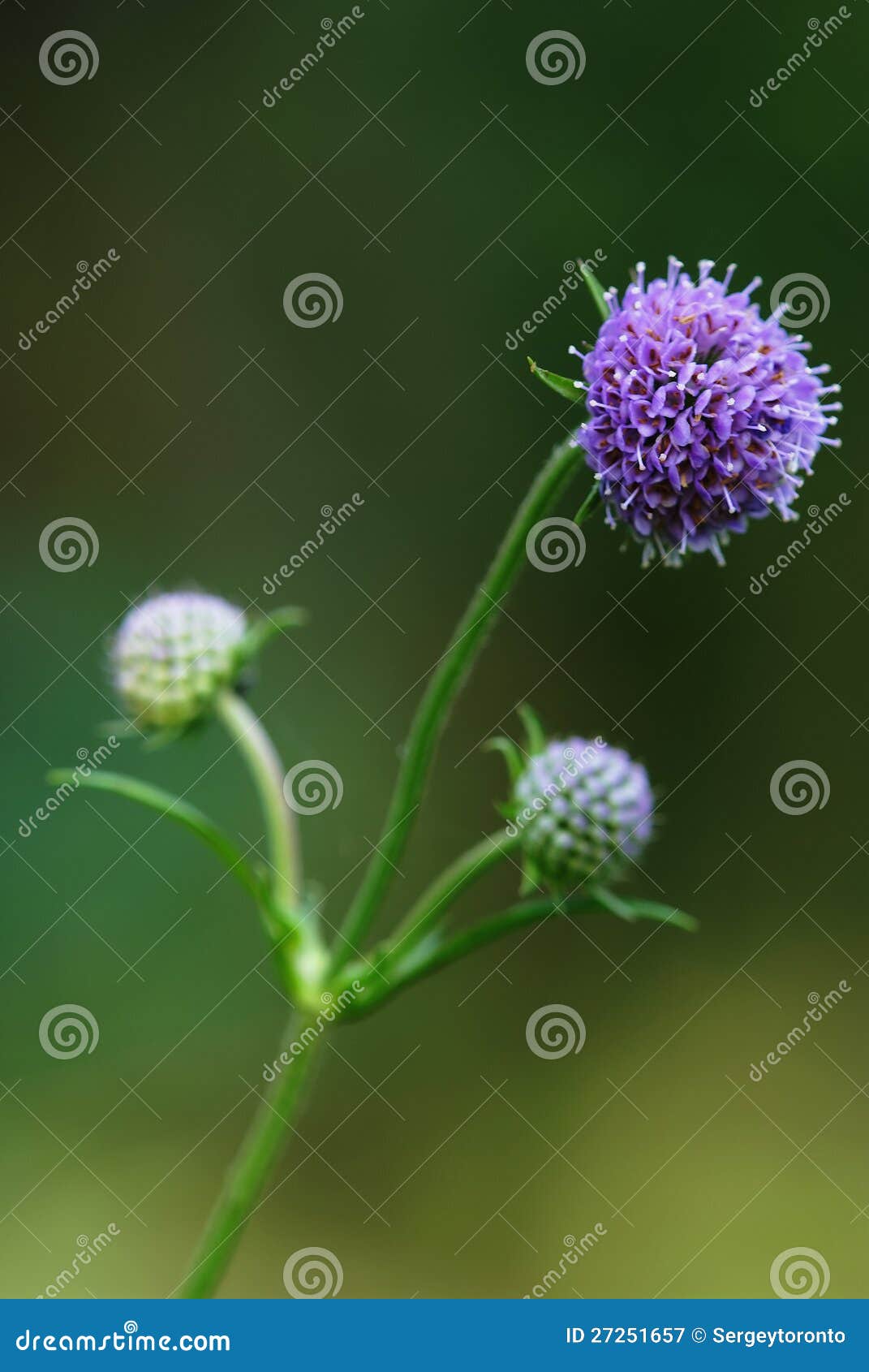 Devil S-bit Flower (Succisa Pratensis) Stock Image - Image of blossom ...