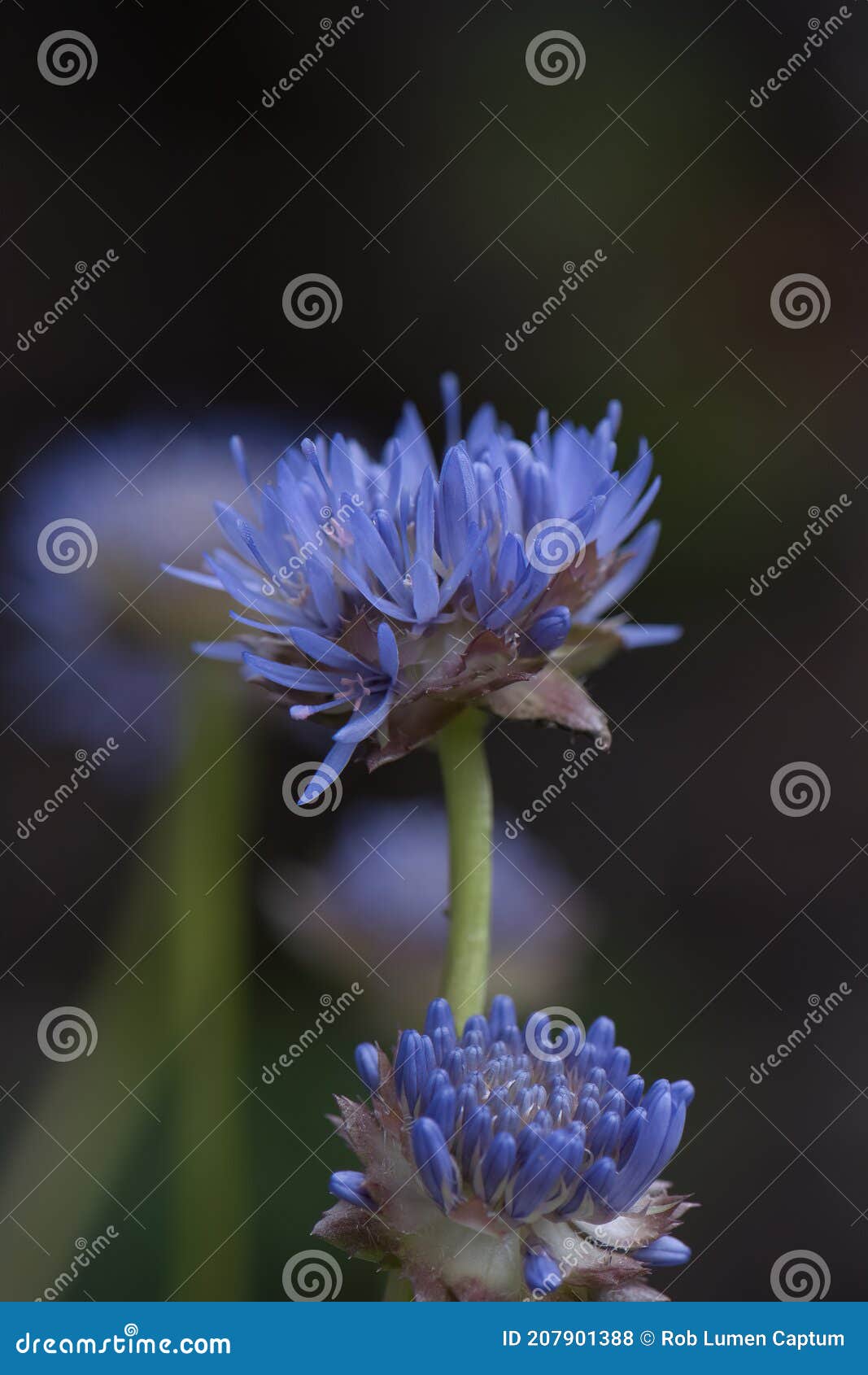 Devil`s-bit Scabious, Succisa Pratensis, Close-up Budding Flowers Stock ...