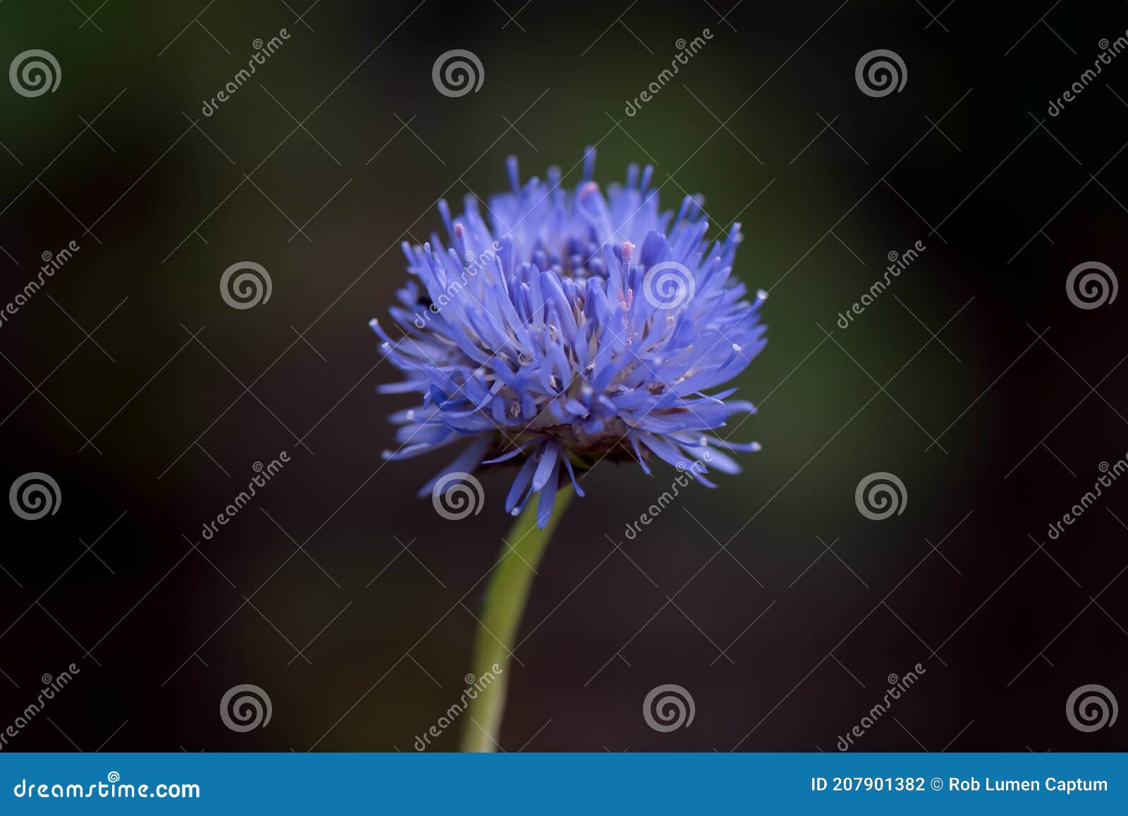Devil`s-bit Scabious, Succisa Pratensis, Close-up Flower Stock Photo ...