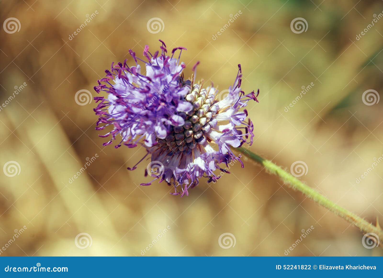 Devils-bit Scabious, Succisa Pratensis Mountain Stock Photo - Image of ...