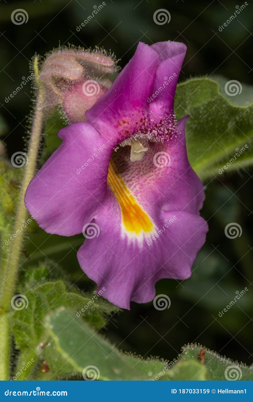 Devil`s Claw Flower stock image. Image of engraving - 187033159