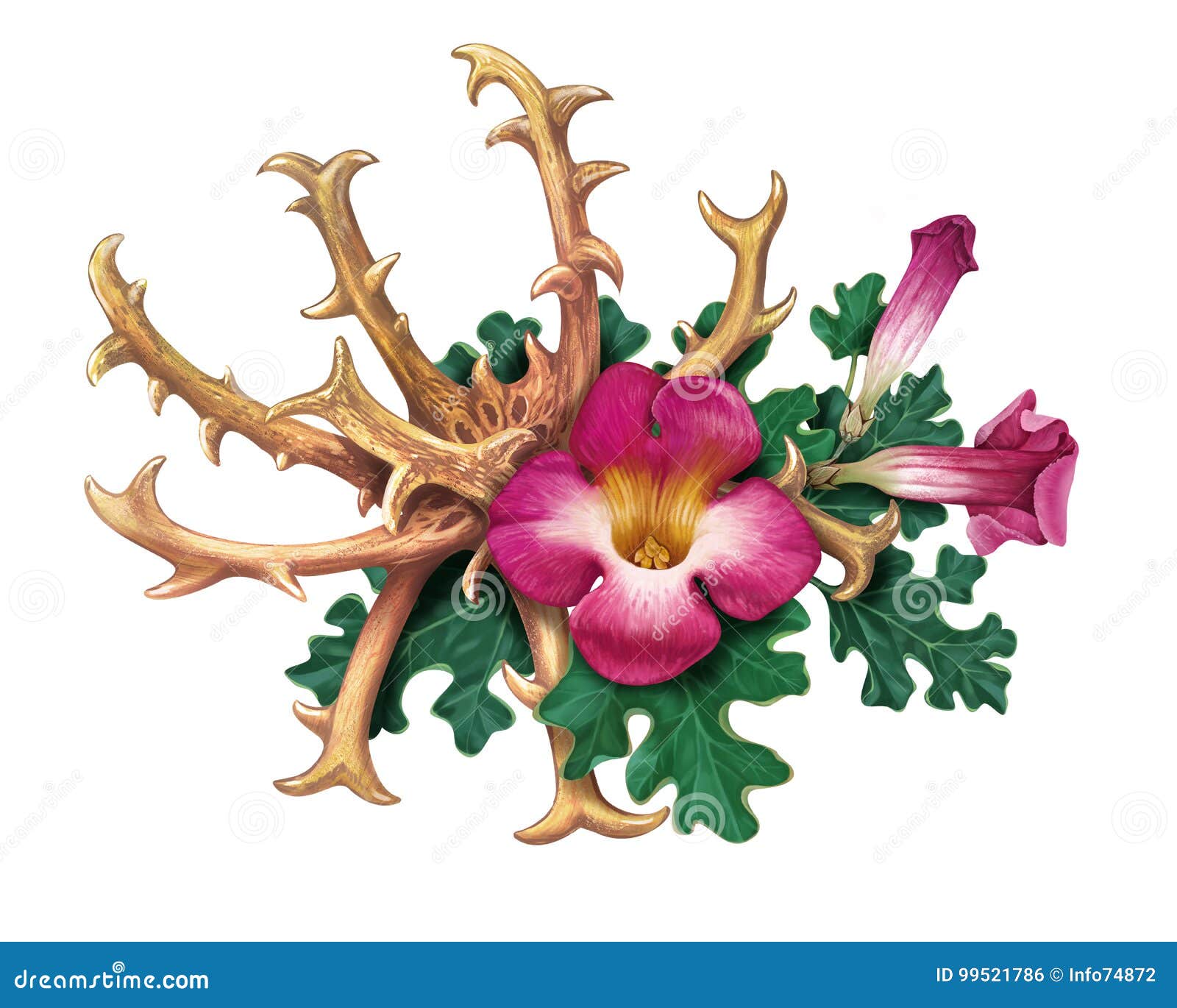 Devil`s Claw Harpagophytum Procumbens, or Grapple Plant, Wood Stock ... Devil`s Claw Harpagophytum Procumbens, or Grapple Plant, Wood Stock ...