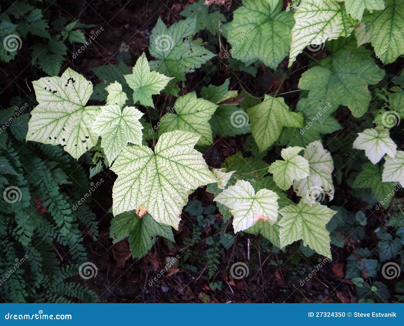 Devil S Club Leaves ( Oplopanax Horridus), Stock Photo - Image of green ...