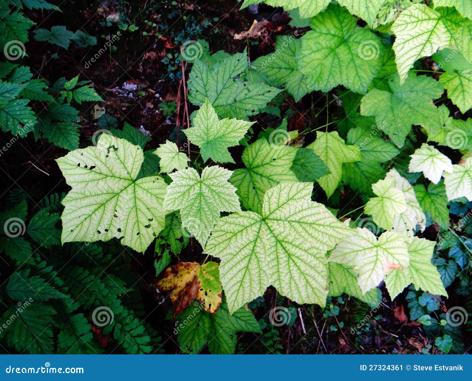 Devil S Club Leaves ( Oplopanax Horridus), Stock Image - Image of ...