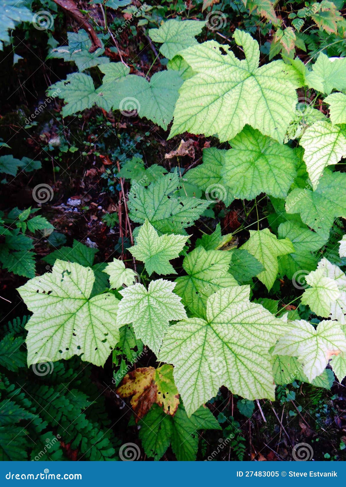 Devil S Club Leaves ( Oplopanax Horridus), Stock Image - Image of fern ...